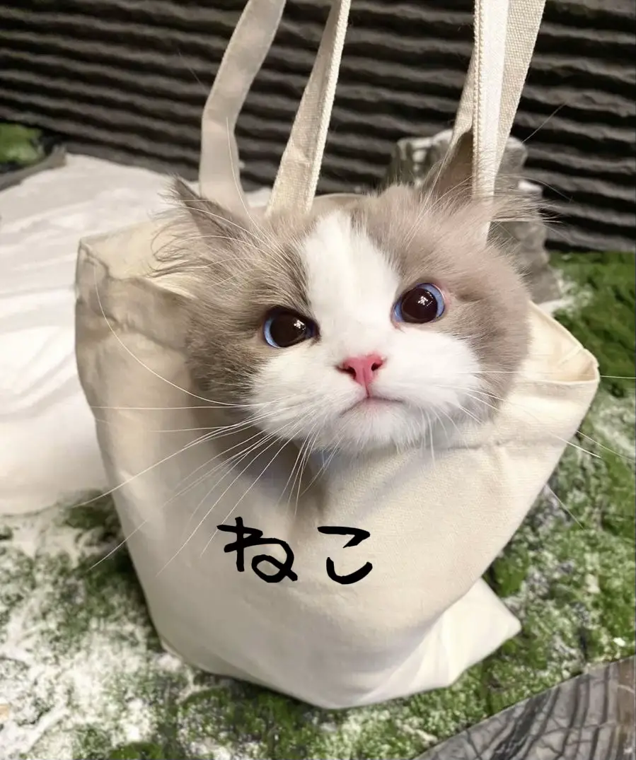 可愛いトート猫の写真🐈 | kirakira⭐️が投稿したフォトブック | Lemon8