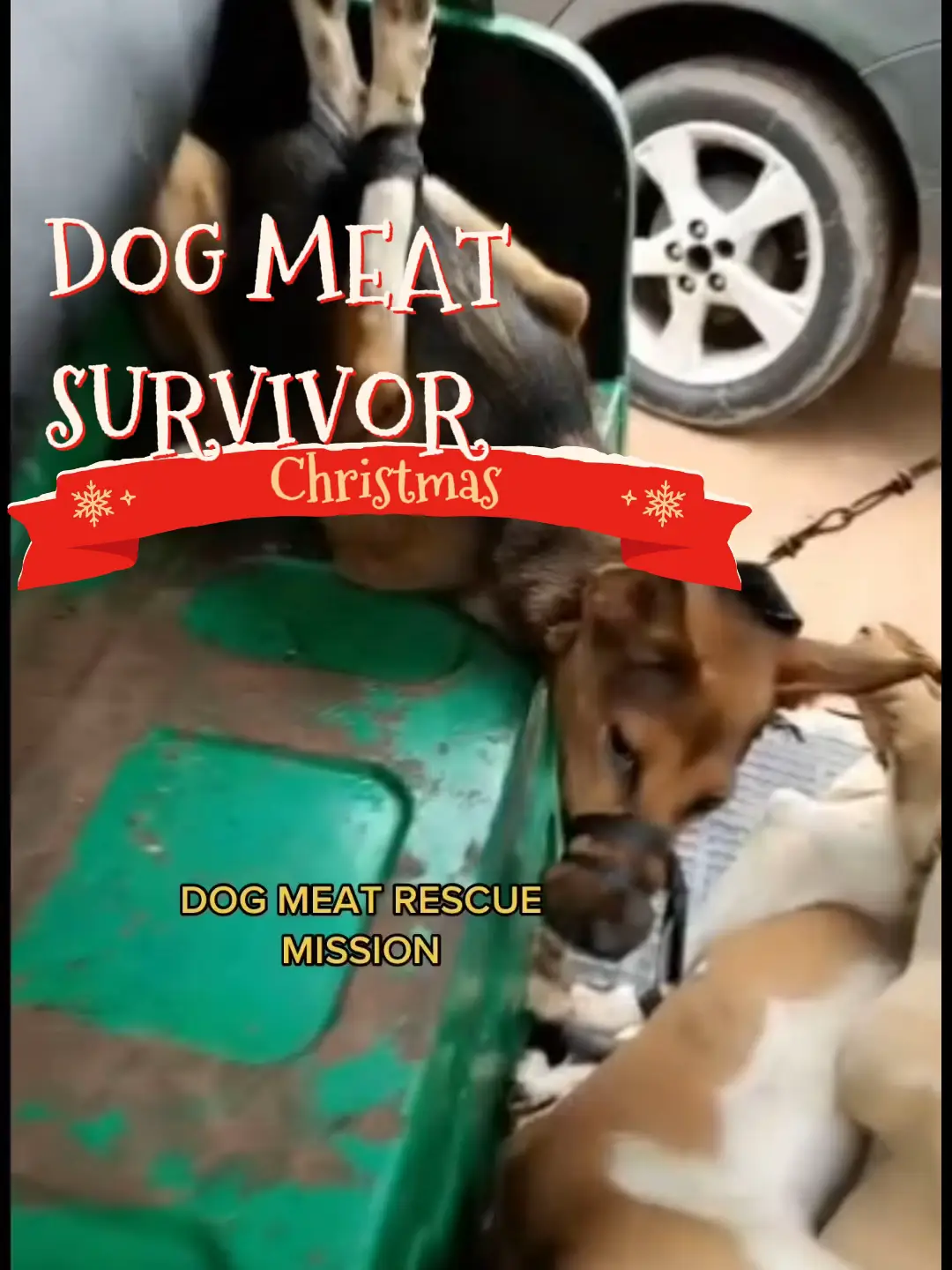 MERRY CHRISTMAS FROM DOG SAVIOR RESCUE MISSION | Video published by DOG SAVIOR | Lemon8