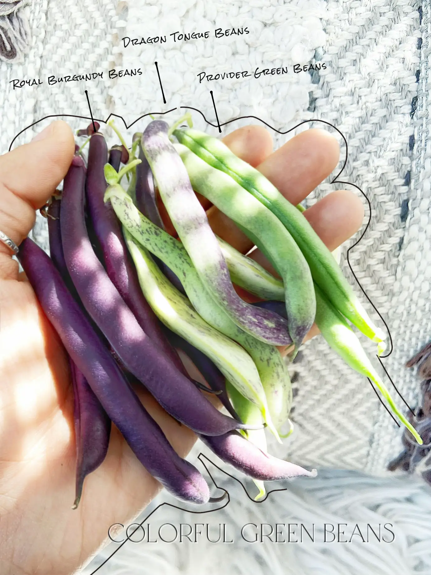 Handful of colorful beans 🫛💕 | Gallery posted by Karalockwood 🍃 | Lemon8