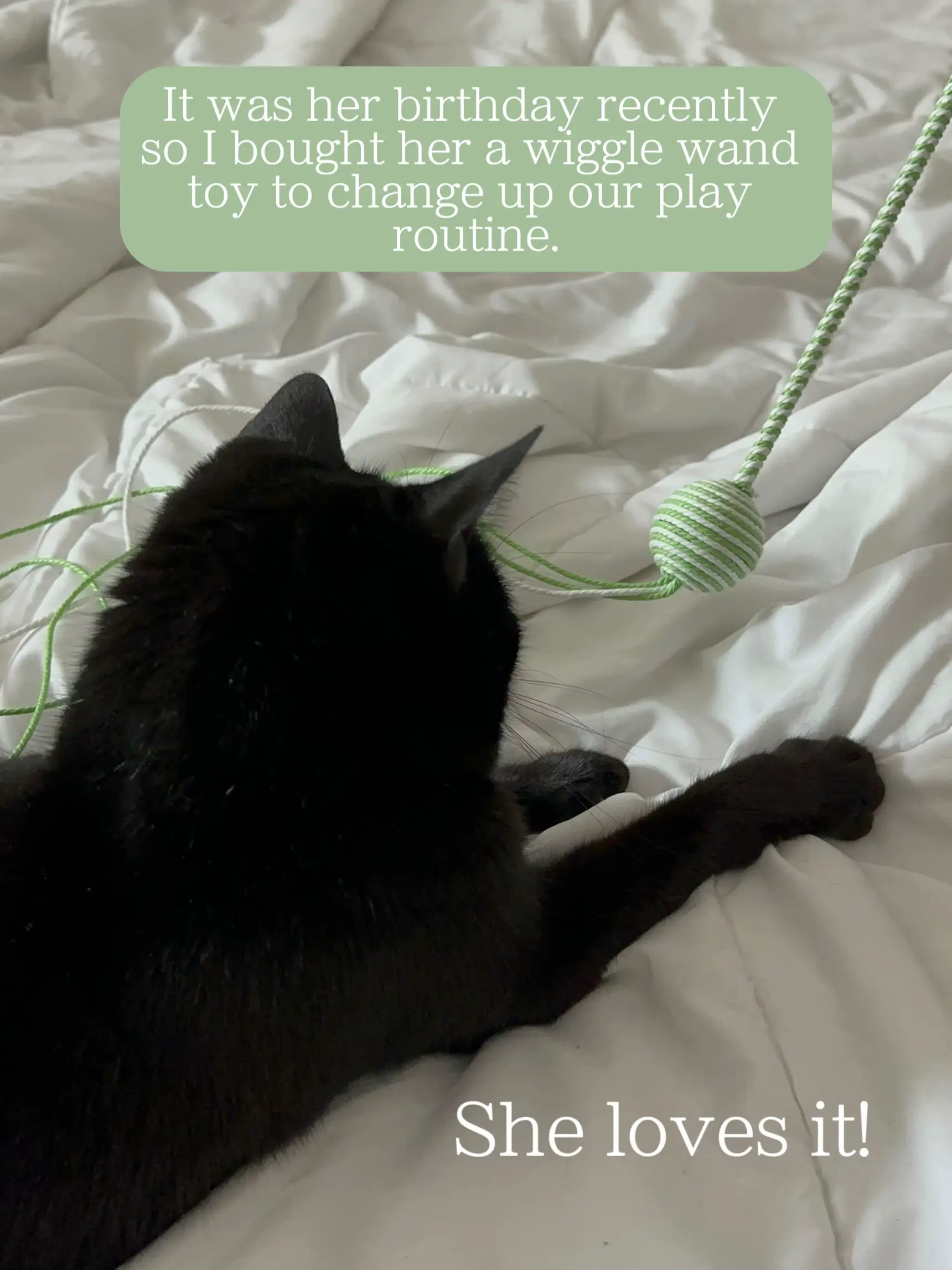 “The last cat toy you’ll buy!” | Gallery posted by Aubree | Lemon8