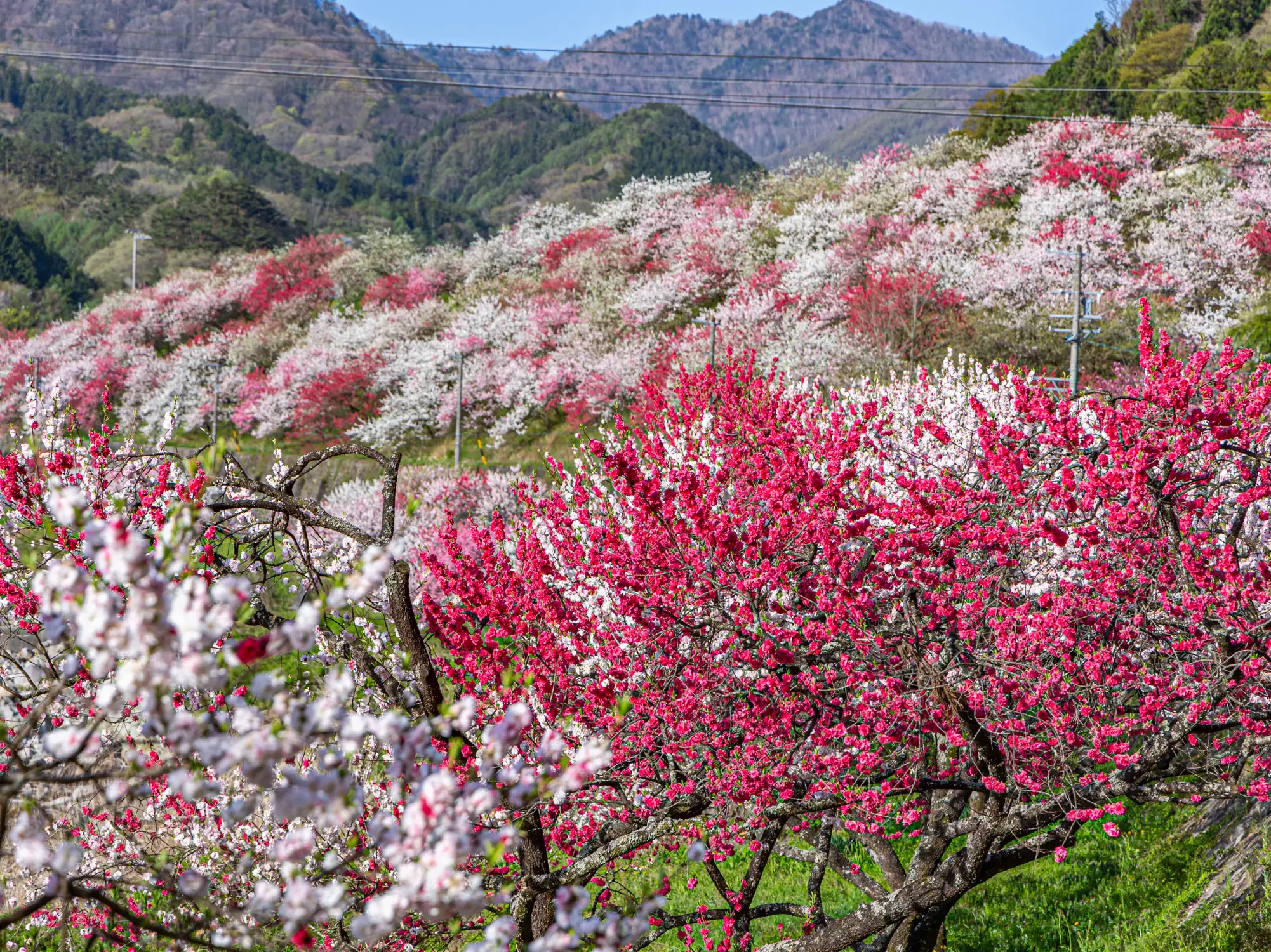 ฤดูใบไม้ผลิหมู่บ้าน Azhi🌸 | แกลเลอรีที่โพสต์โดย mökki GLAMPING | Lemon8