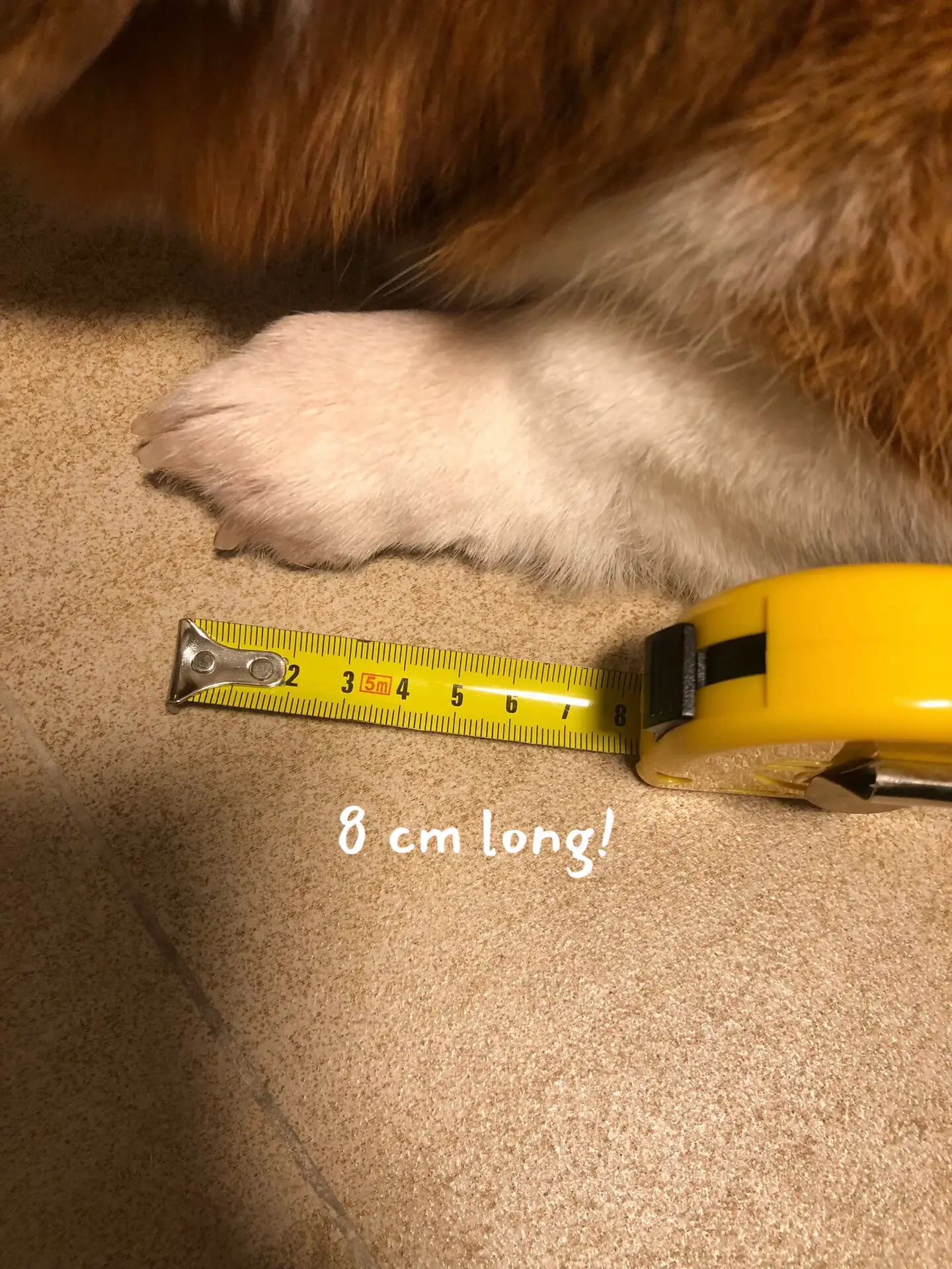 answer - Lemon8 Search