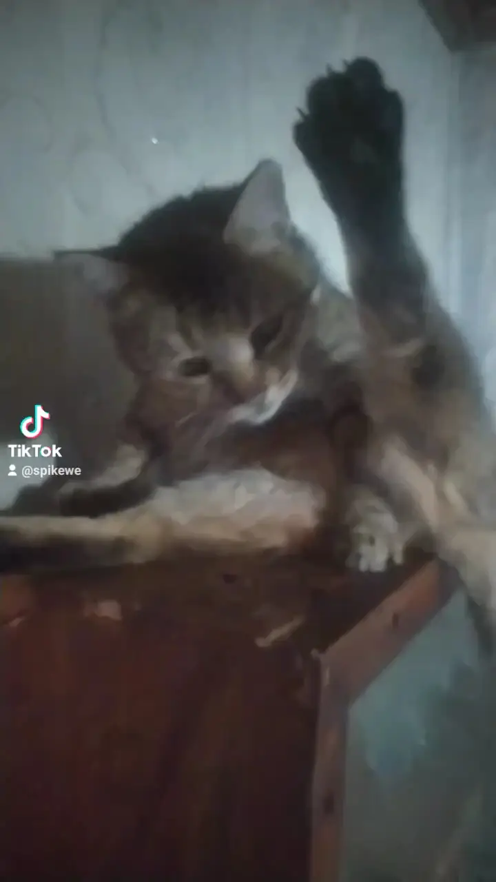 my cat 😺 Triple Death music 🎵 | Spikeの投稿動画 | Lemon8