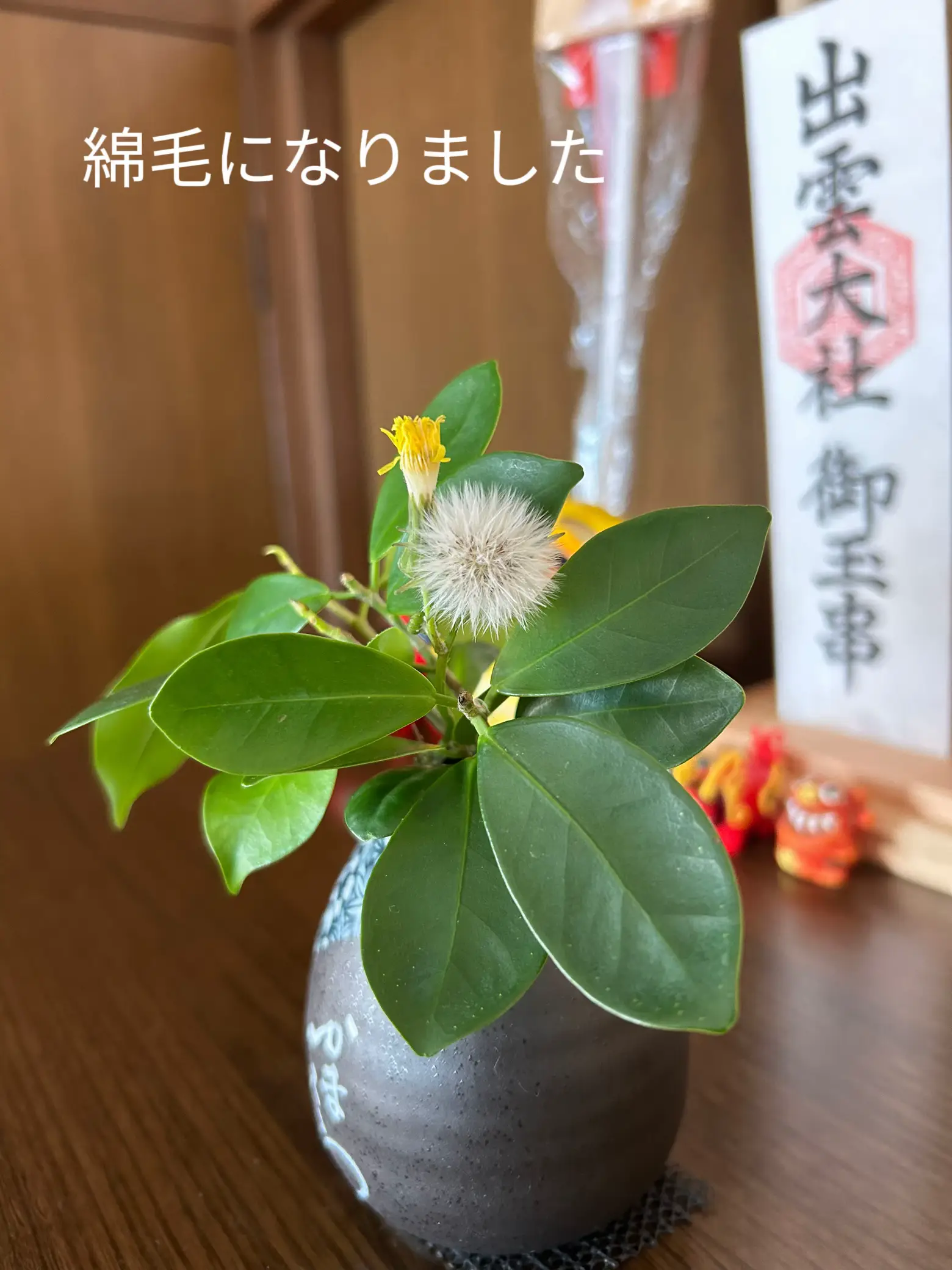 綿毛になりました🤍 | Arinomamaが投稿したフォトブック | Lemon8