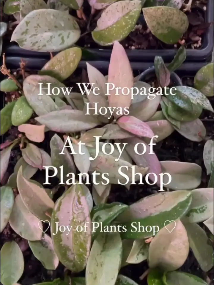 How we propagate hoyas at Joy of Plants Shop 🪴 | Video published by ...