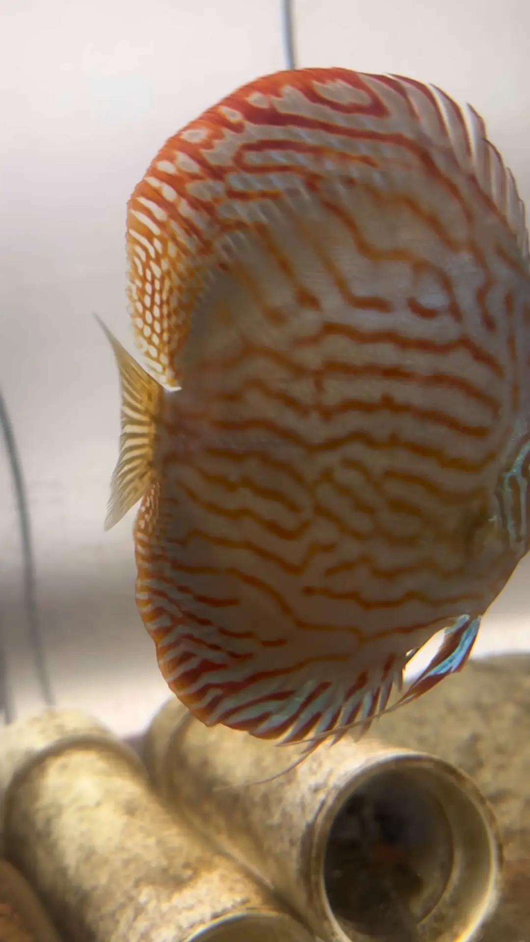 Turquoise and blood pigeon discus showing off for | Video published by ...