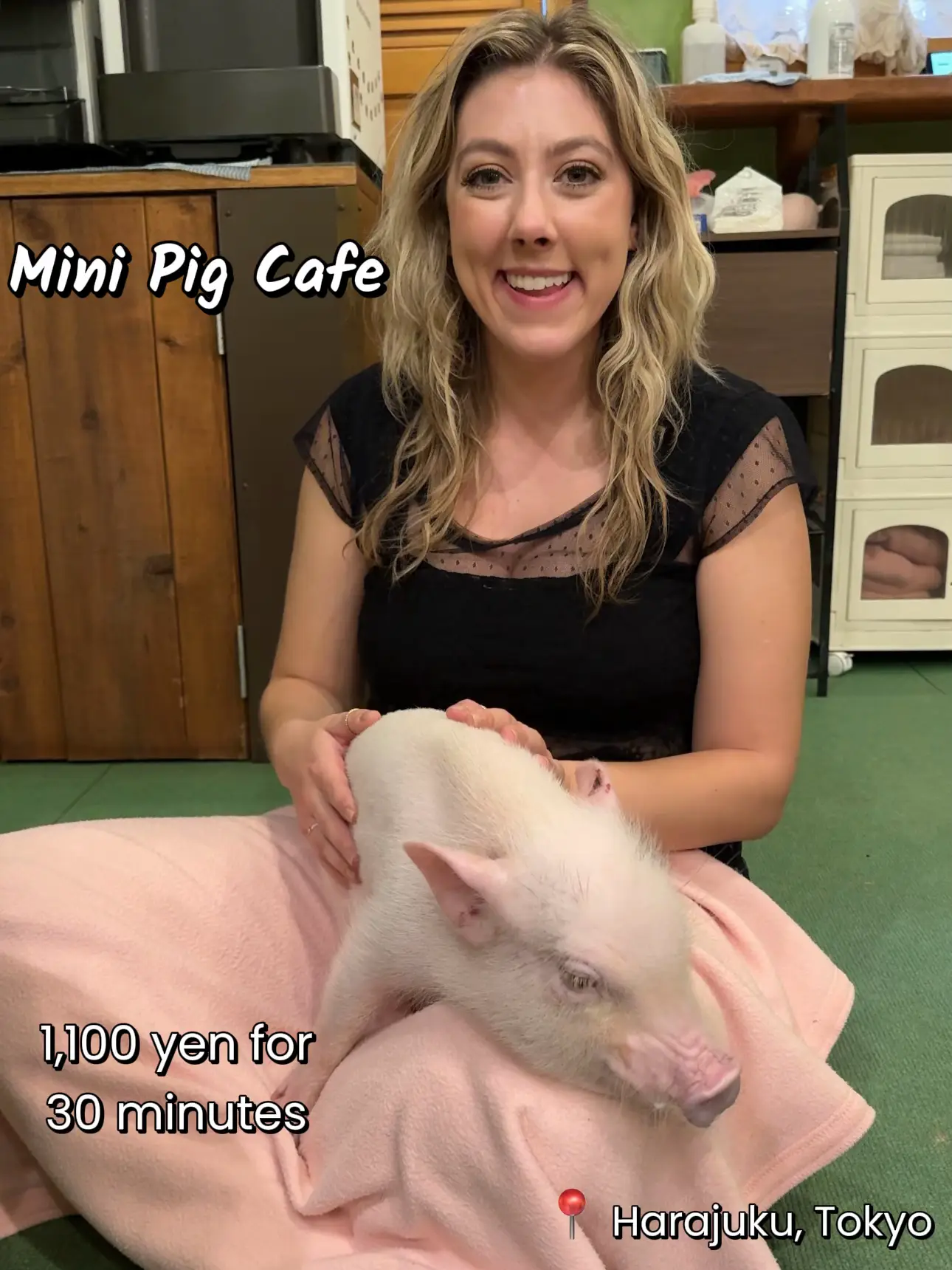 Animal Cafes in Japan - Should You Visit? | Gallery posted by Shay | Lemon8
