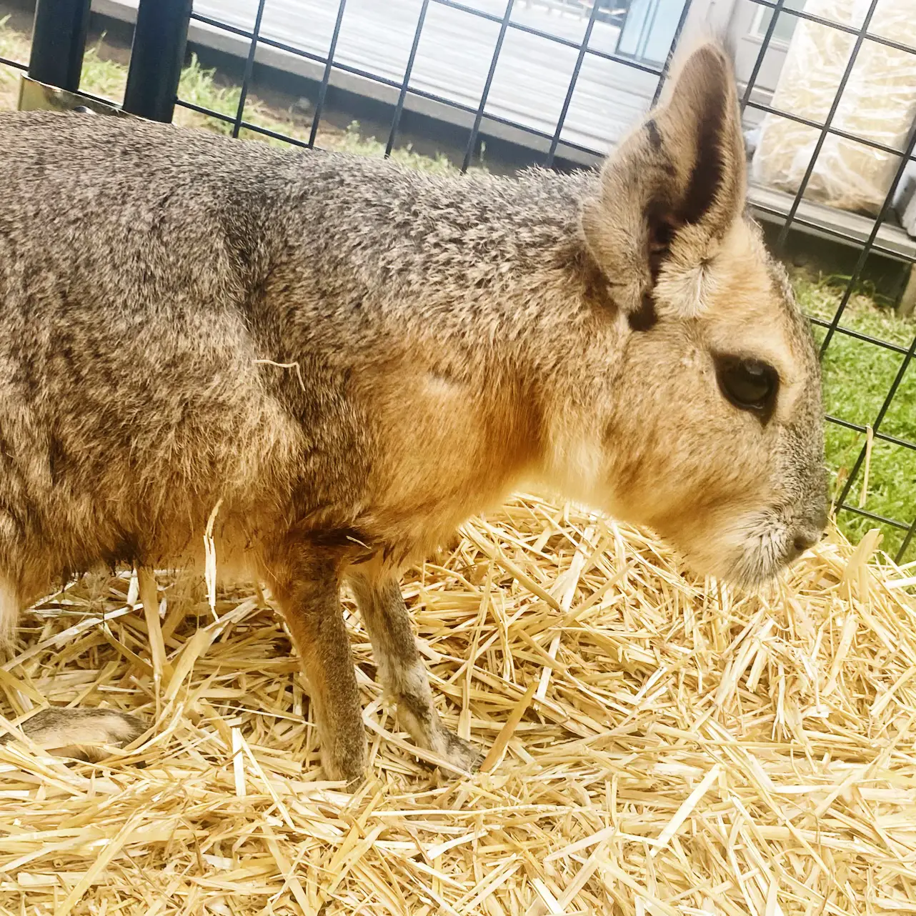 Meet our new Patagonian Cavy! | Gallery posted by Once in a Wild | Lemon8
