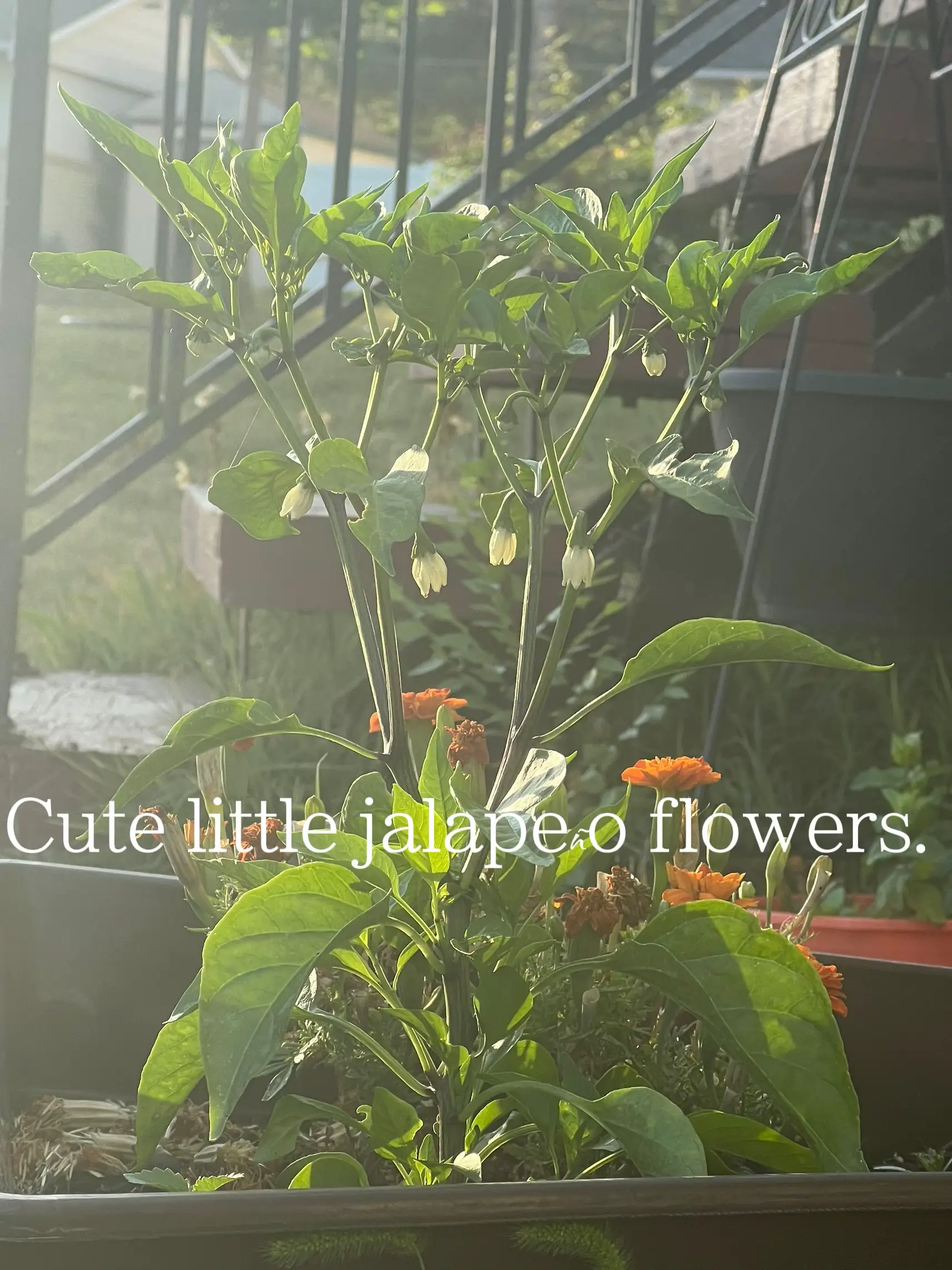 GARDEN 🫶 | Gallery posted by Archibeque B | Lemon8