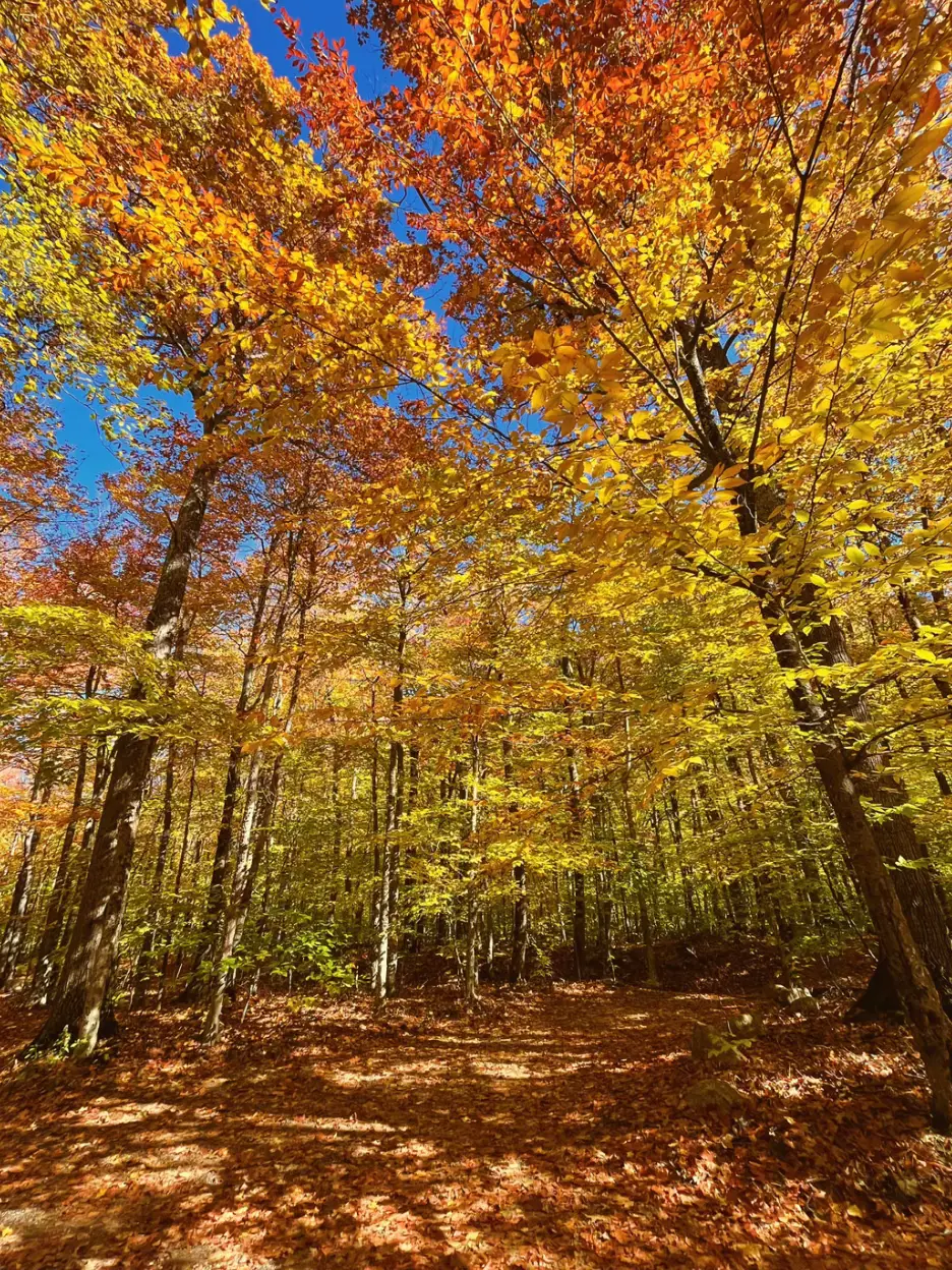 Our Favorite Hiking Trails🌥️🌲🥾 | Gallery posted by Traveler’s Muse | Lemon8