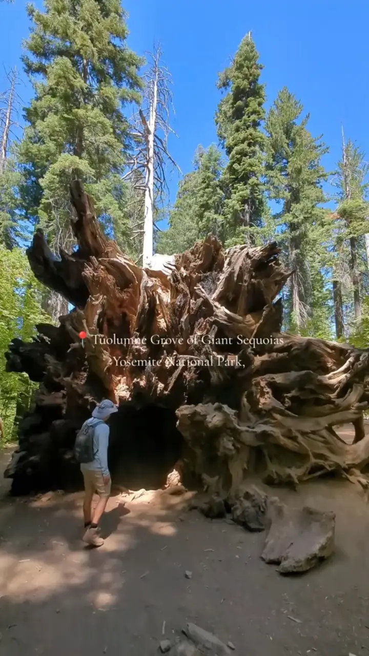 easy trail to see giant sequoia in Yosemite 🌲 | วิดีโอที่เผยแพร่โดย ...