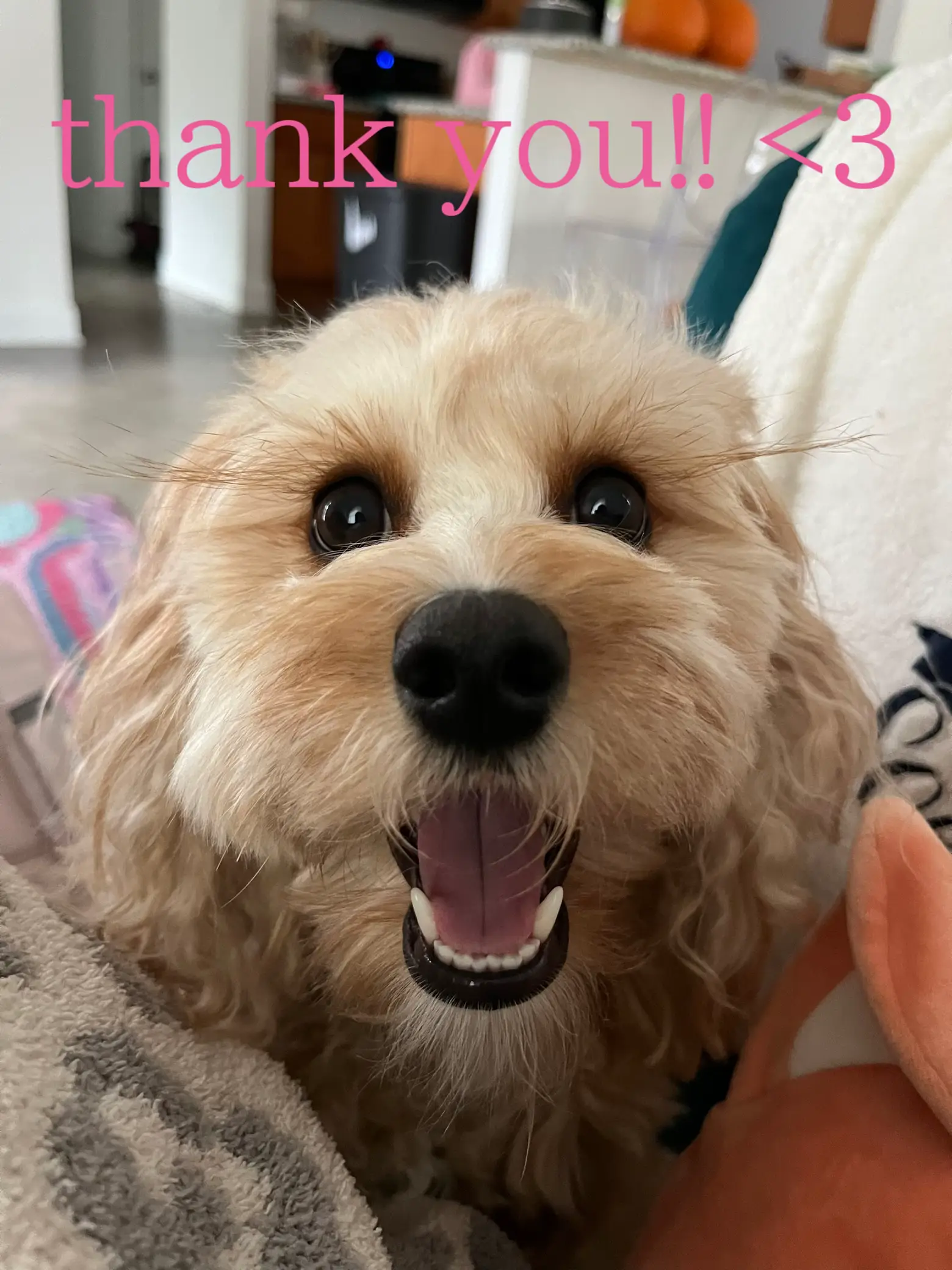 BOOP TINA’S SNOOT🐶🐾🦴 | Gallery posted by Emma Helton | Lemon8