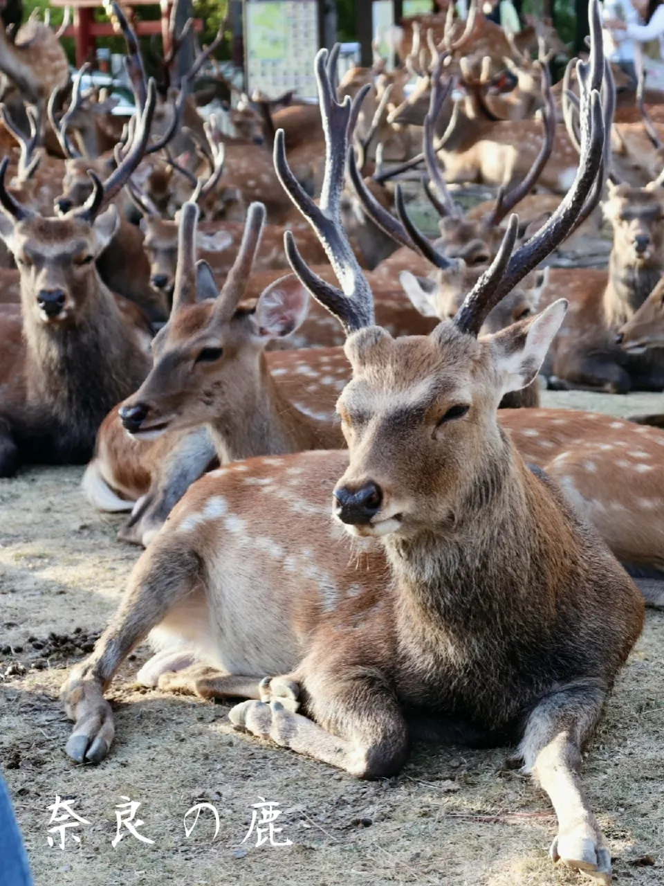 夏の風物詩🦌⸝⋆鹿溜り🦌🦌🦌🦌🦌🦌🦌🦌🦌🦌 | LEONが投稿したフォトブック | Lemon8