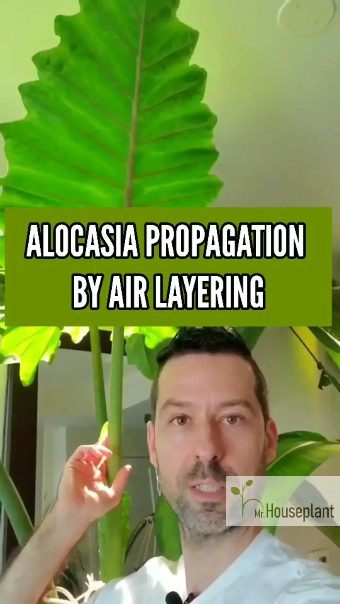 Alocasia air layering | Video published by Mr. Houseplant | Lemon8