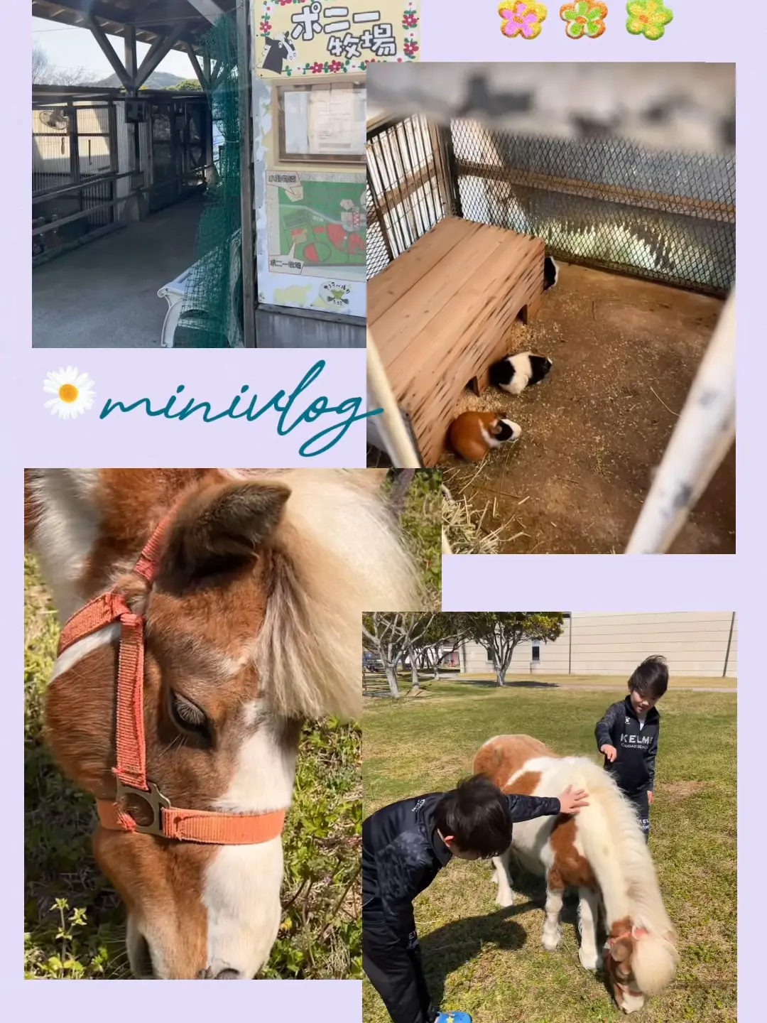 ไร่โพนี่ | วิดีโอที่เผยแพร่โดย ♡Uあっ・ω・しゅU♡ | Lemon8