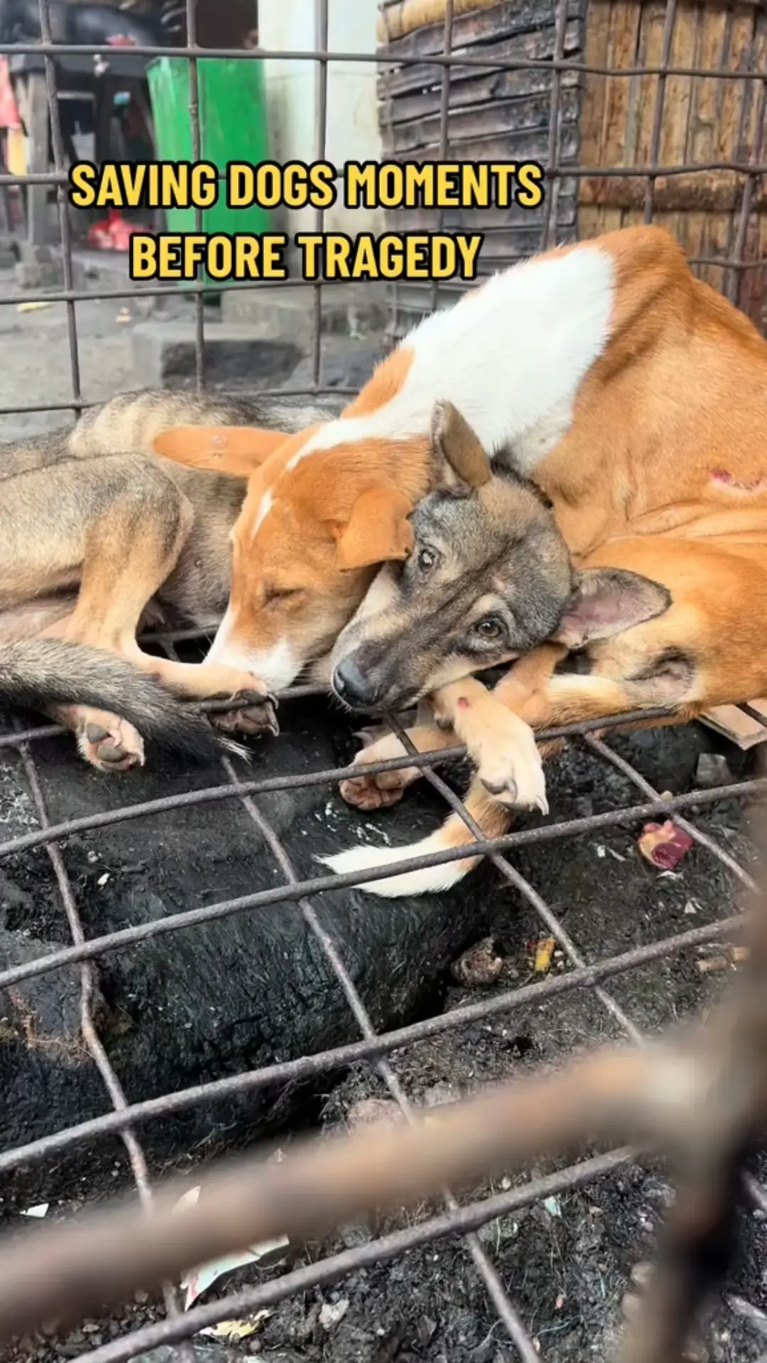 DOG SAVIOR RESCUES DOGS FROM DOG MEAT TRADE | Video published by DOG SAVIOR | Lemon8