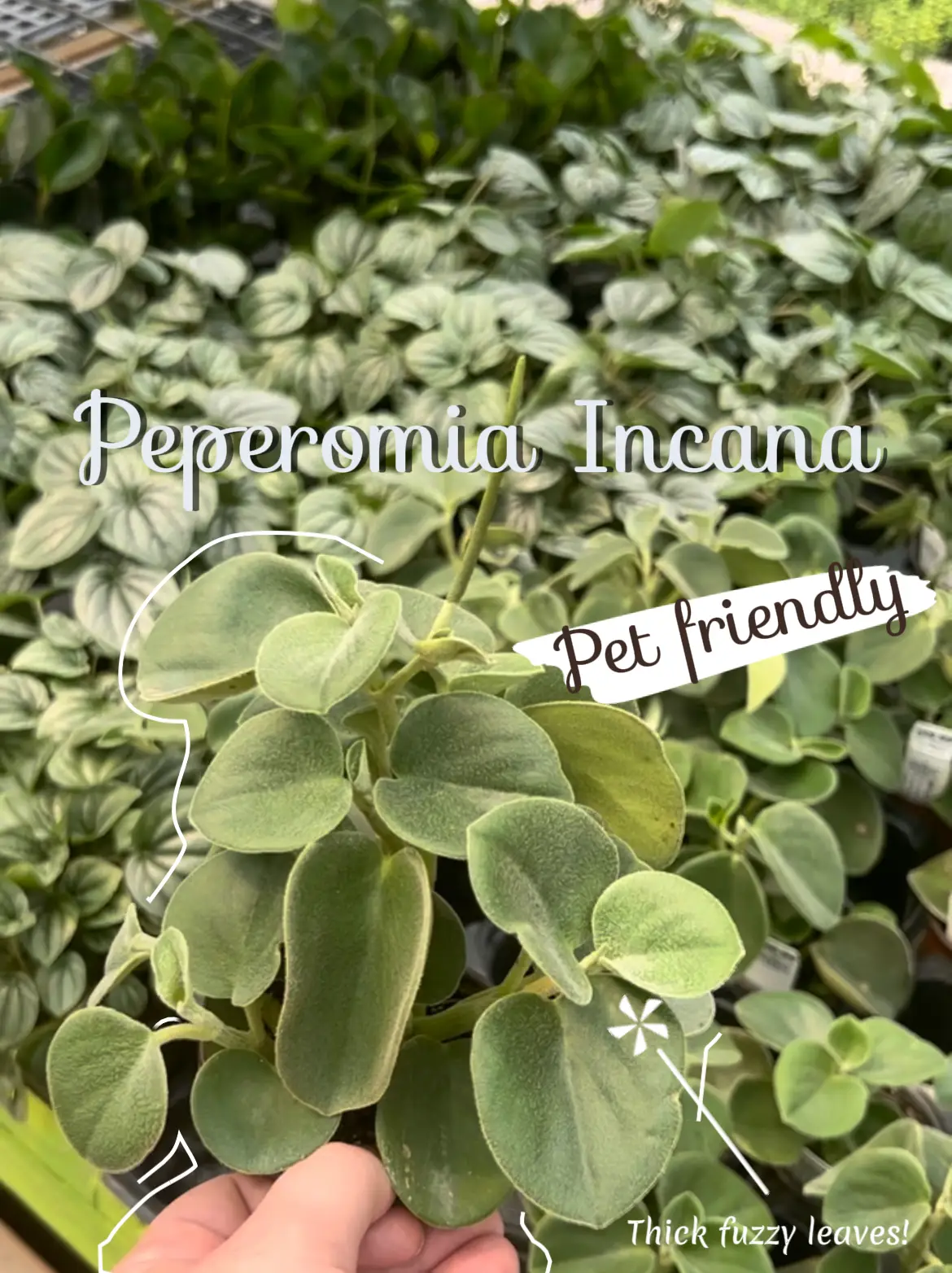 Peperomia Incana | Gallery posted by RootedinPgh | Lemon8