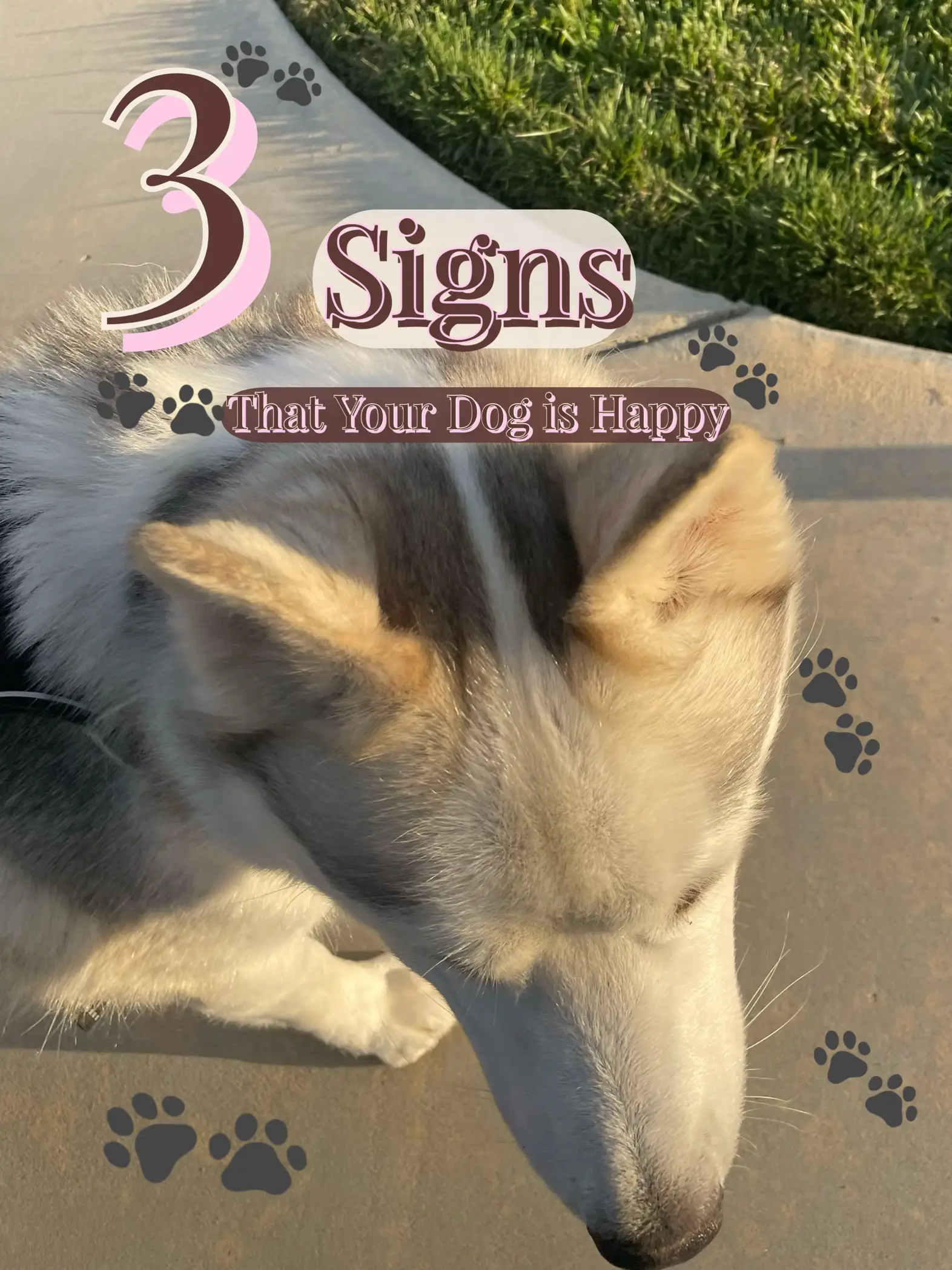 3 Signs That Your Dog is Happy 🐶🐾 | Gallery posted by Nicolette | Lemon8