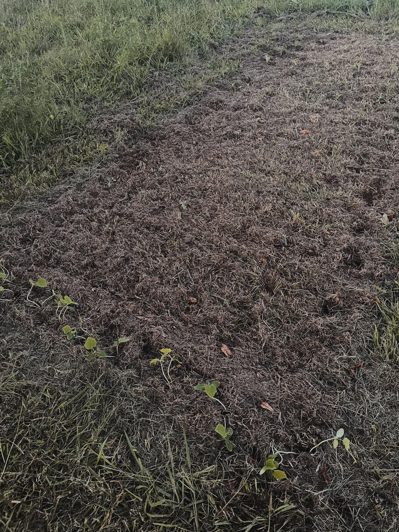 garden update pt. 4? 🌸 | Gallery posted by Ariel Rodgers | Lemon8