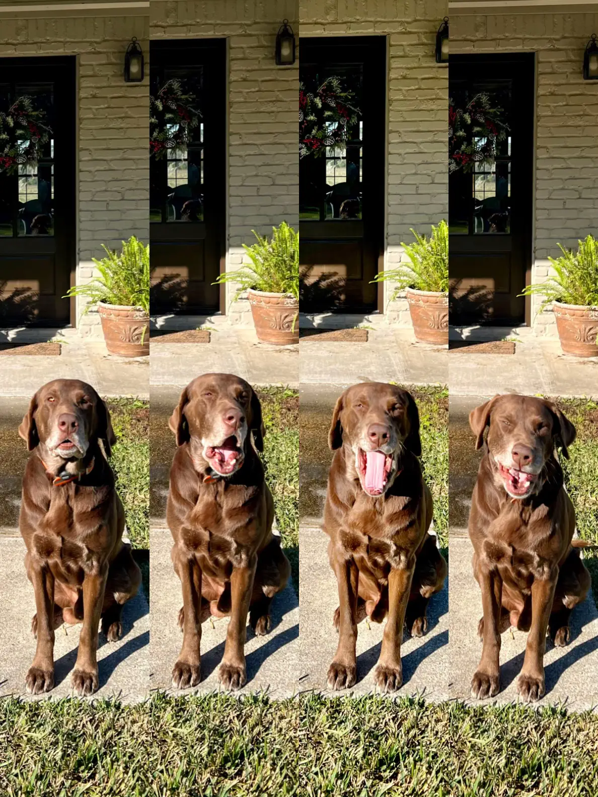 A Very Dramatic Buck Yawn | Gallery posted by Callie Perry | Lemon8