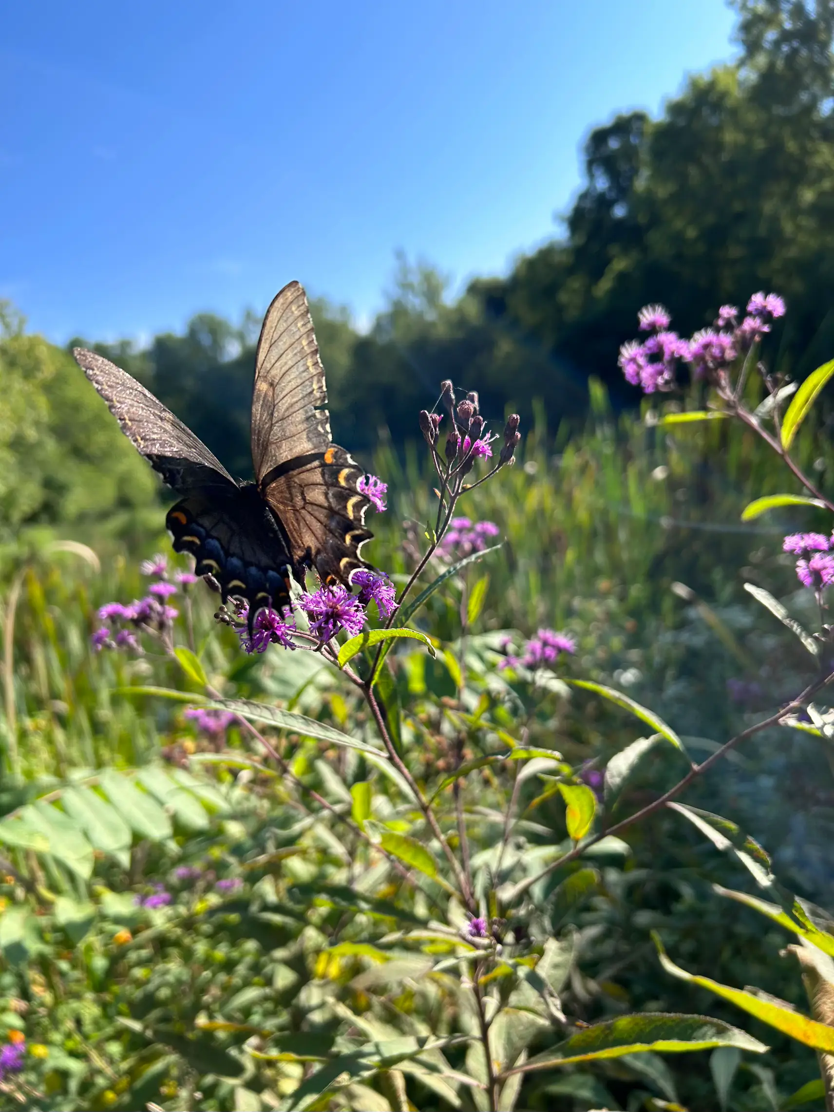 The butterfly is the main character here🦋 | แกลเลอรีที่โพสต์โดย Megxn | Lemon8
