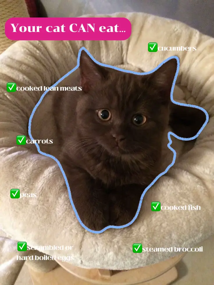 CAN & CANNOT feed your cat!😻 | Gallery posted by Kass🩷 | Lemon8