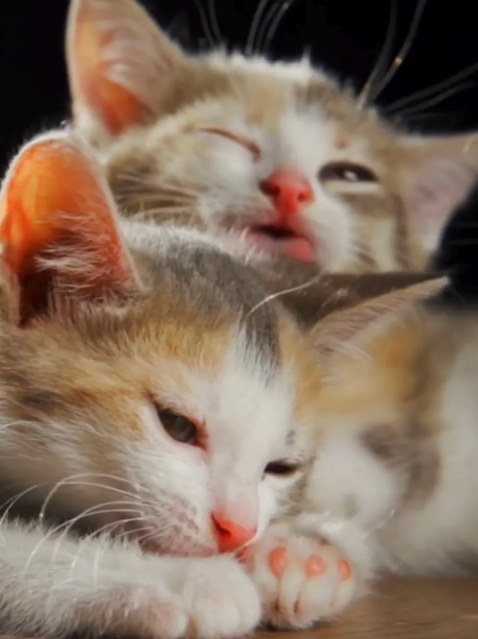 Relax with Cute Cat Moment | Video published by myWonderHut | Lemon8