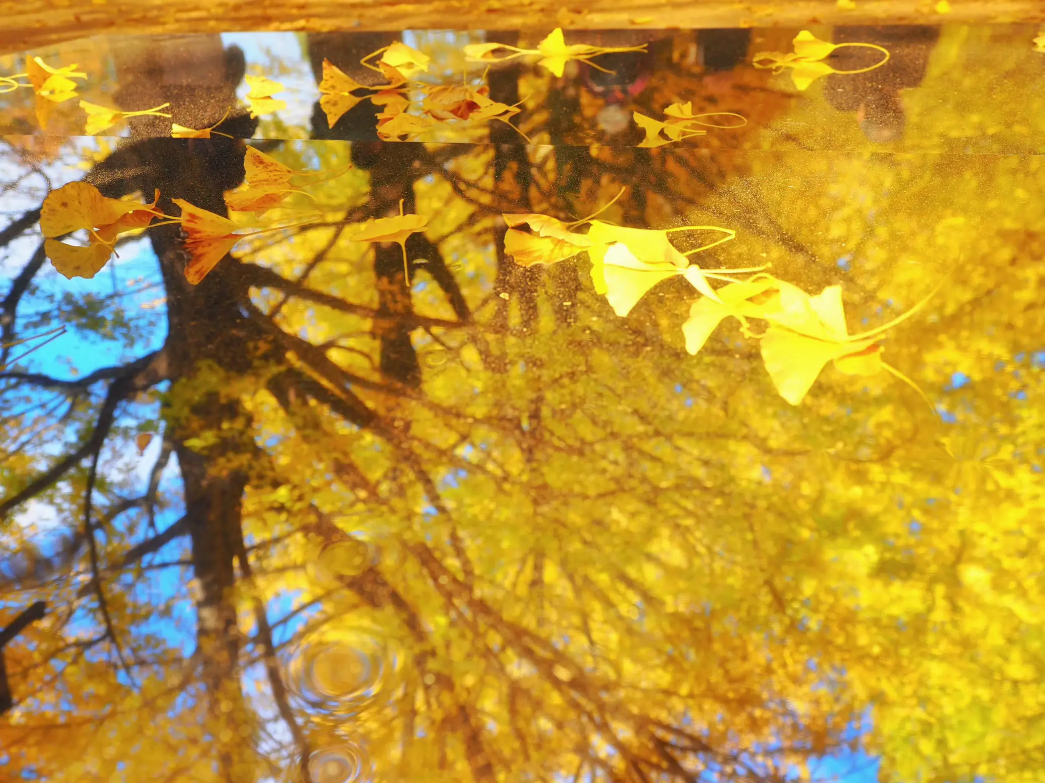 Superb view 🥹 I want to go every year 💛 Golden ginkgo trees | Gallery ...