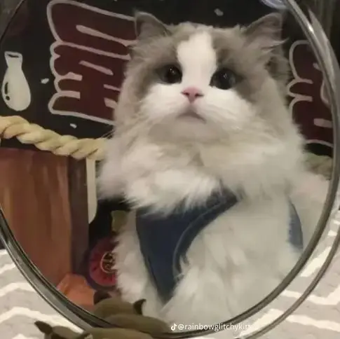 Cats pfp!! | Gallery posted by meowwewwwwwww | Lemon8