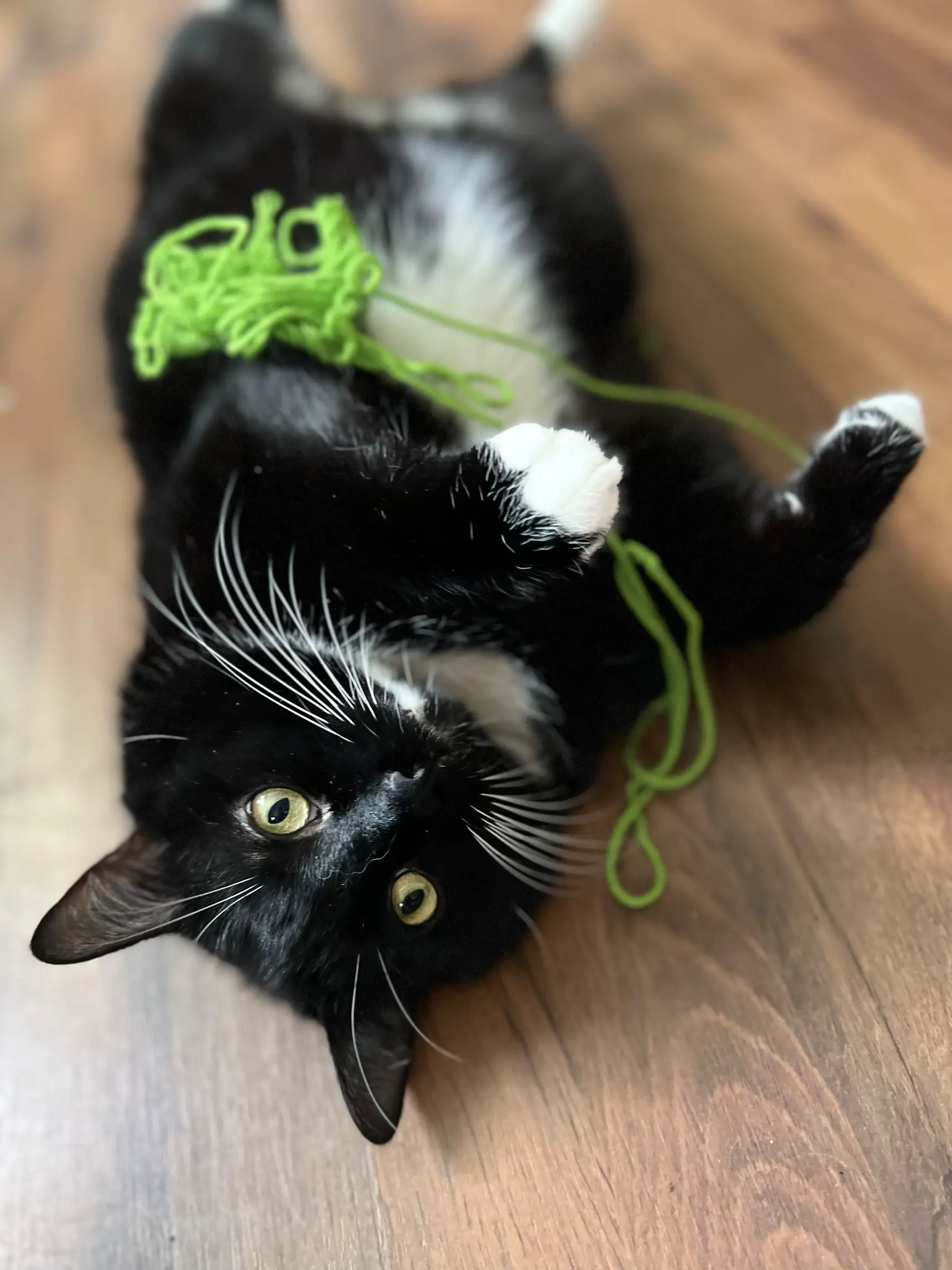 Some tips on cat breeds | Gallery posted by Coco with cats | Lemon8