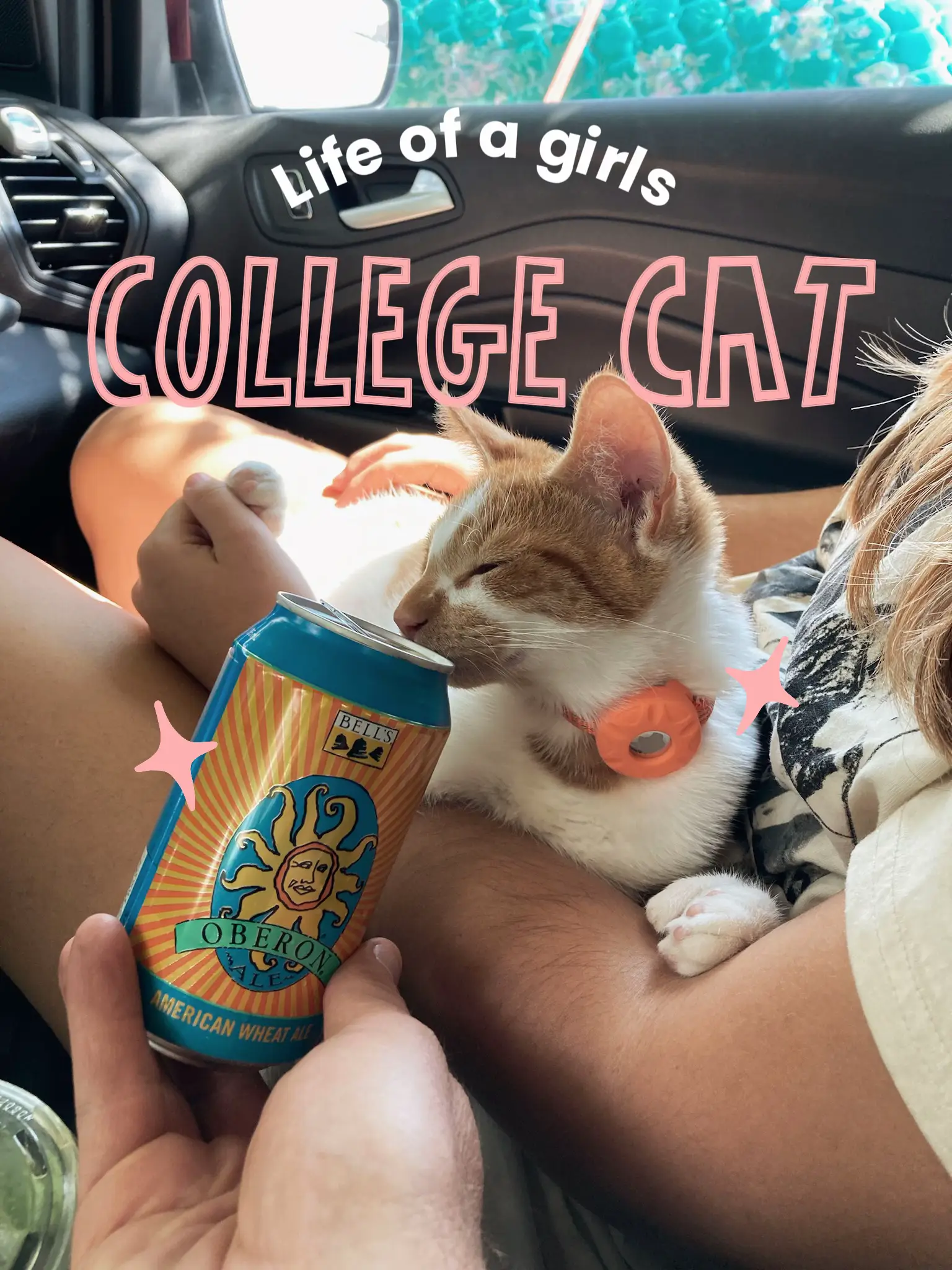 Life of a College Girls Cat ! | Gallery posted by kait !!🪼 | Lemon8