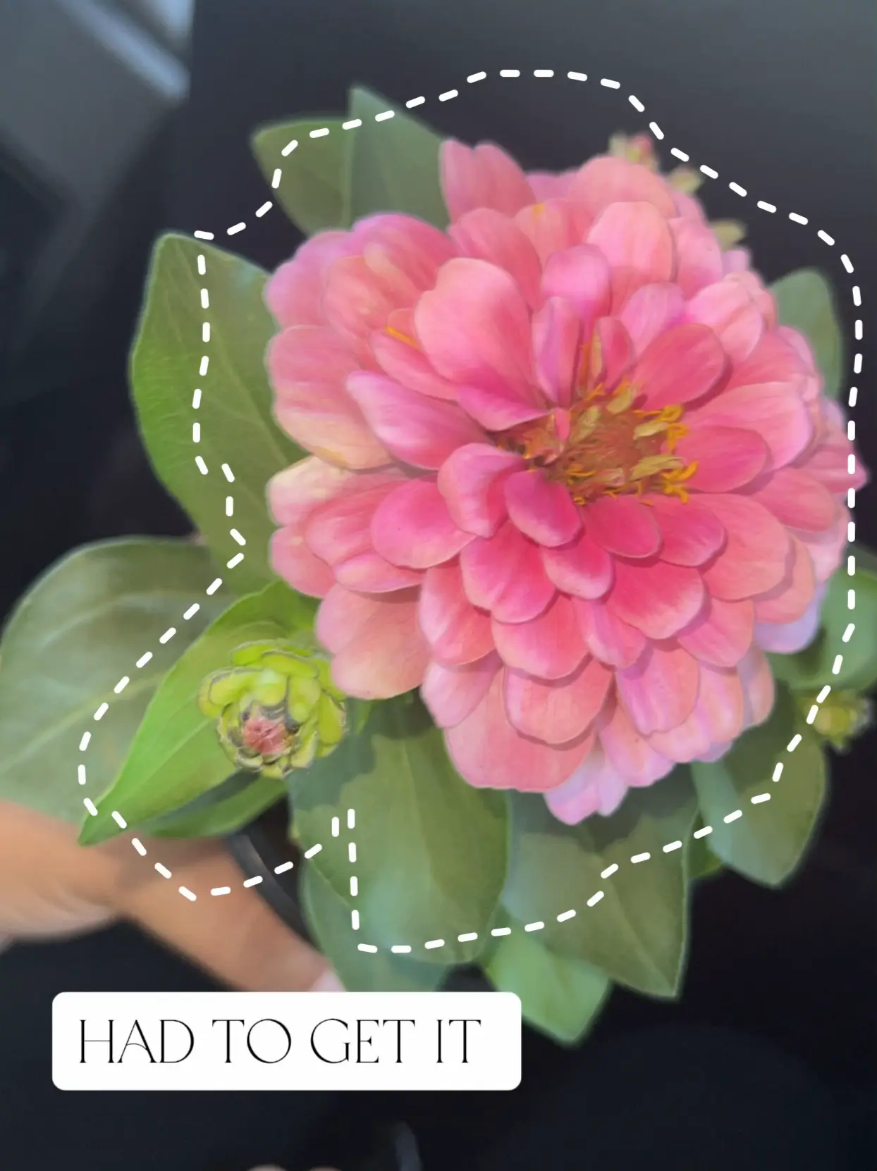 Come to Lowe’s with me | Gallery posted by Krysha | Lemon8