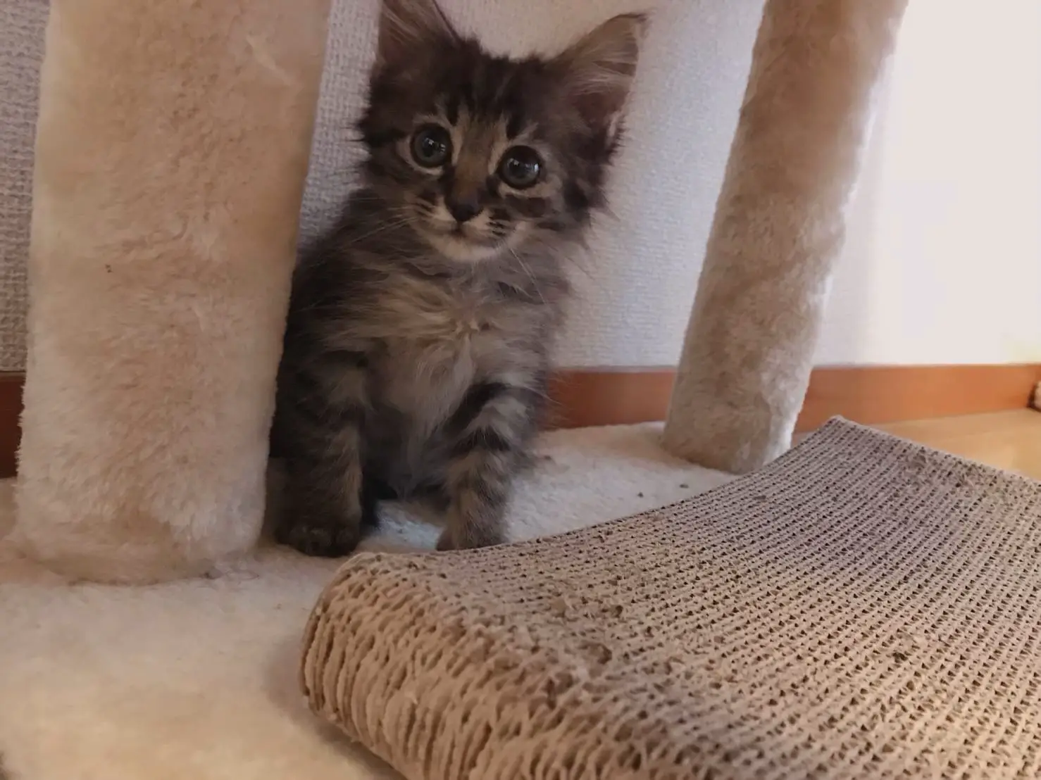 もかは生後1ヶ月半のときに！ 知り合いの近所で産まれて里親を | 𝙷𝚊𝚛𝚞𝚌𝚊が投稿したフォトブック | Lemon8