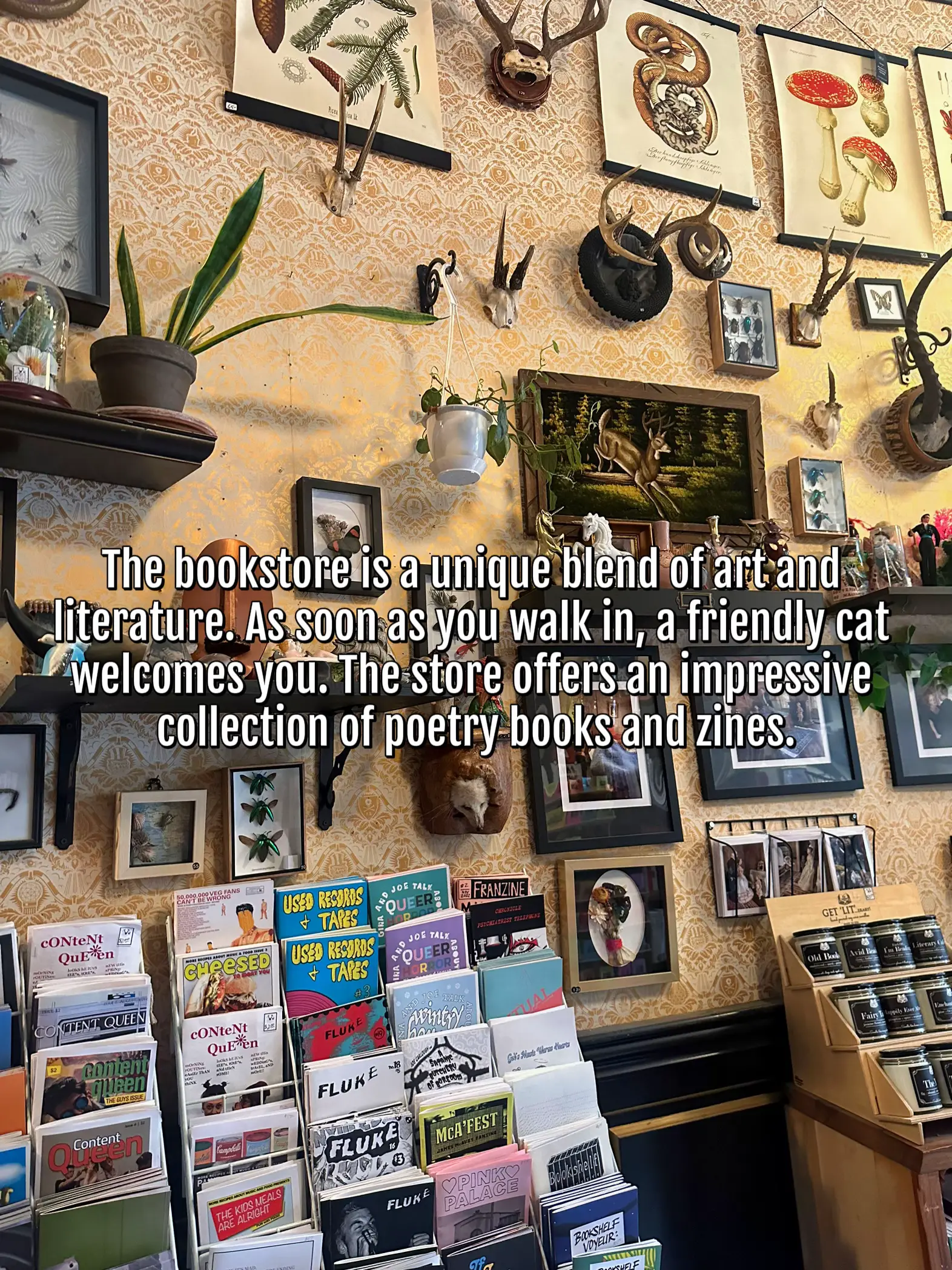 20 top Unique Bookstore with Amazing Decor ideas in 2024