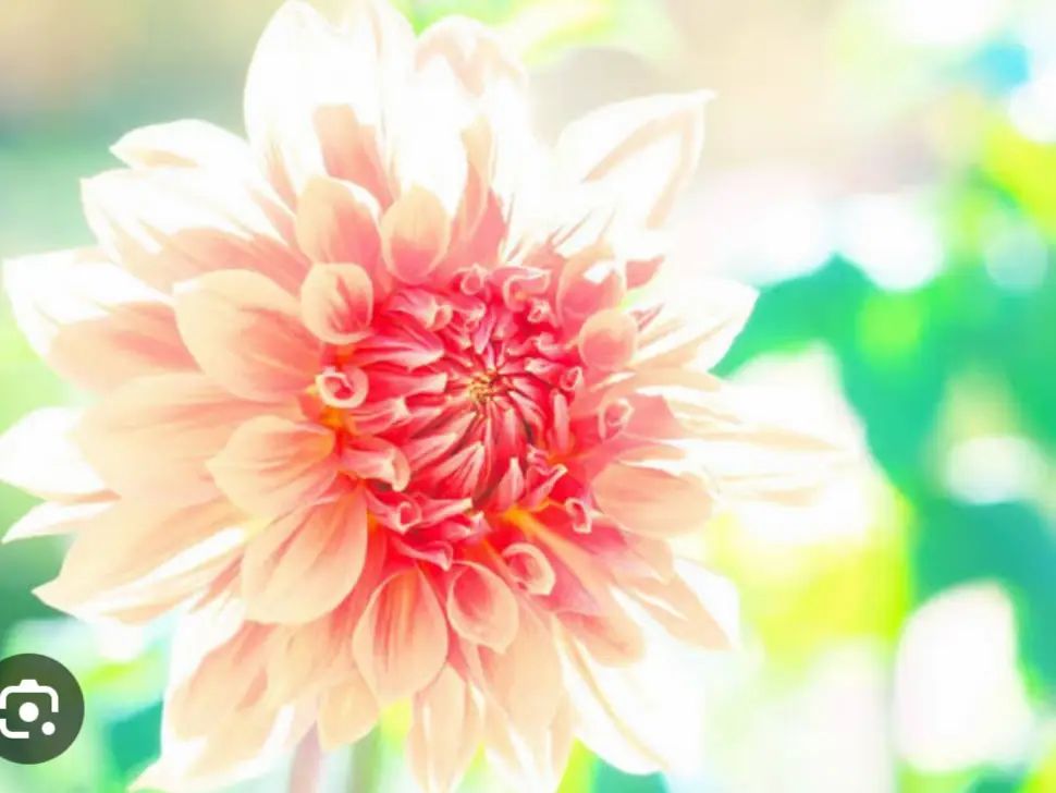 Hana และ Dahlia ในเดือนกรกฎาคม !! | แกลเลอรีที่โพสต์โดย okaoka | Lemon8