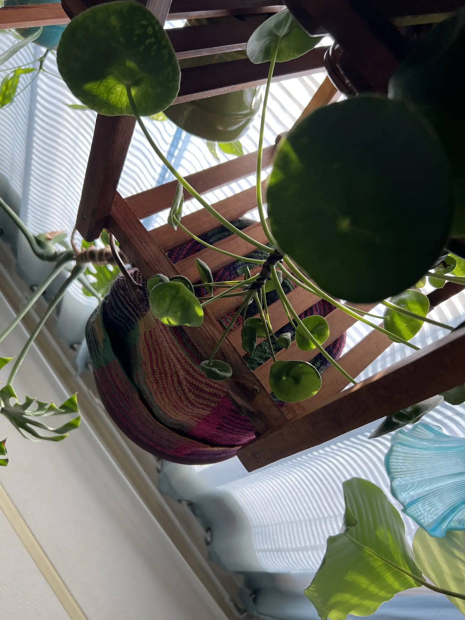 House Plants | แกลเลอรีที่โพสต์โดย Jax | Lemon8