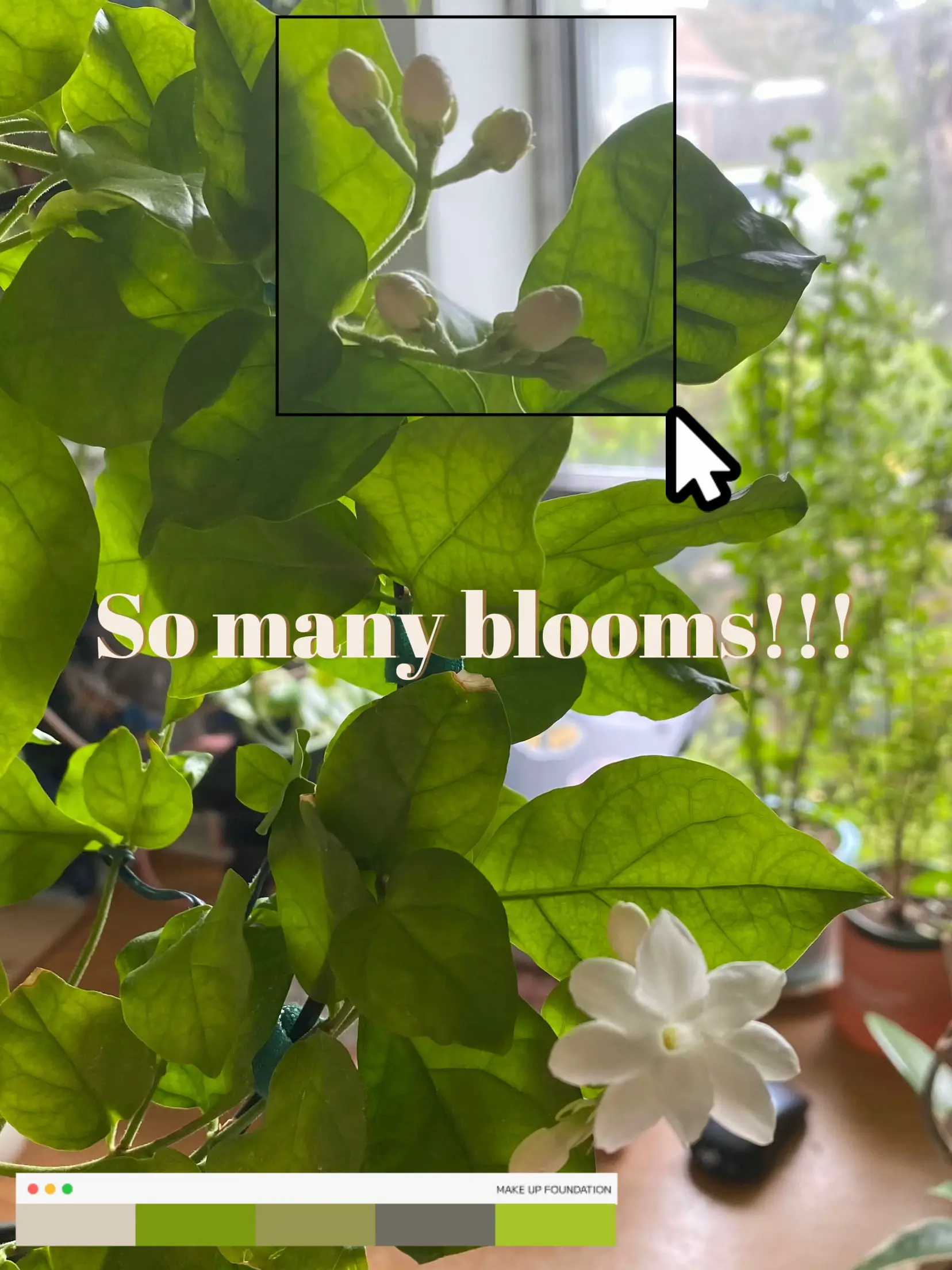 Jasmine Blooms | Gallery posted by Bé Thảo 🪴🥮 | Lemon8