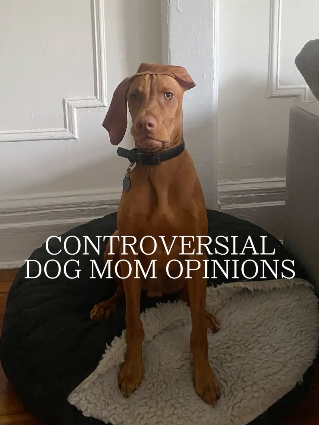 CONTROVERSIAL DOG MOM OPINIONS | Gallery posted by Kailee McKenzie | Lemon8