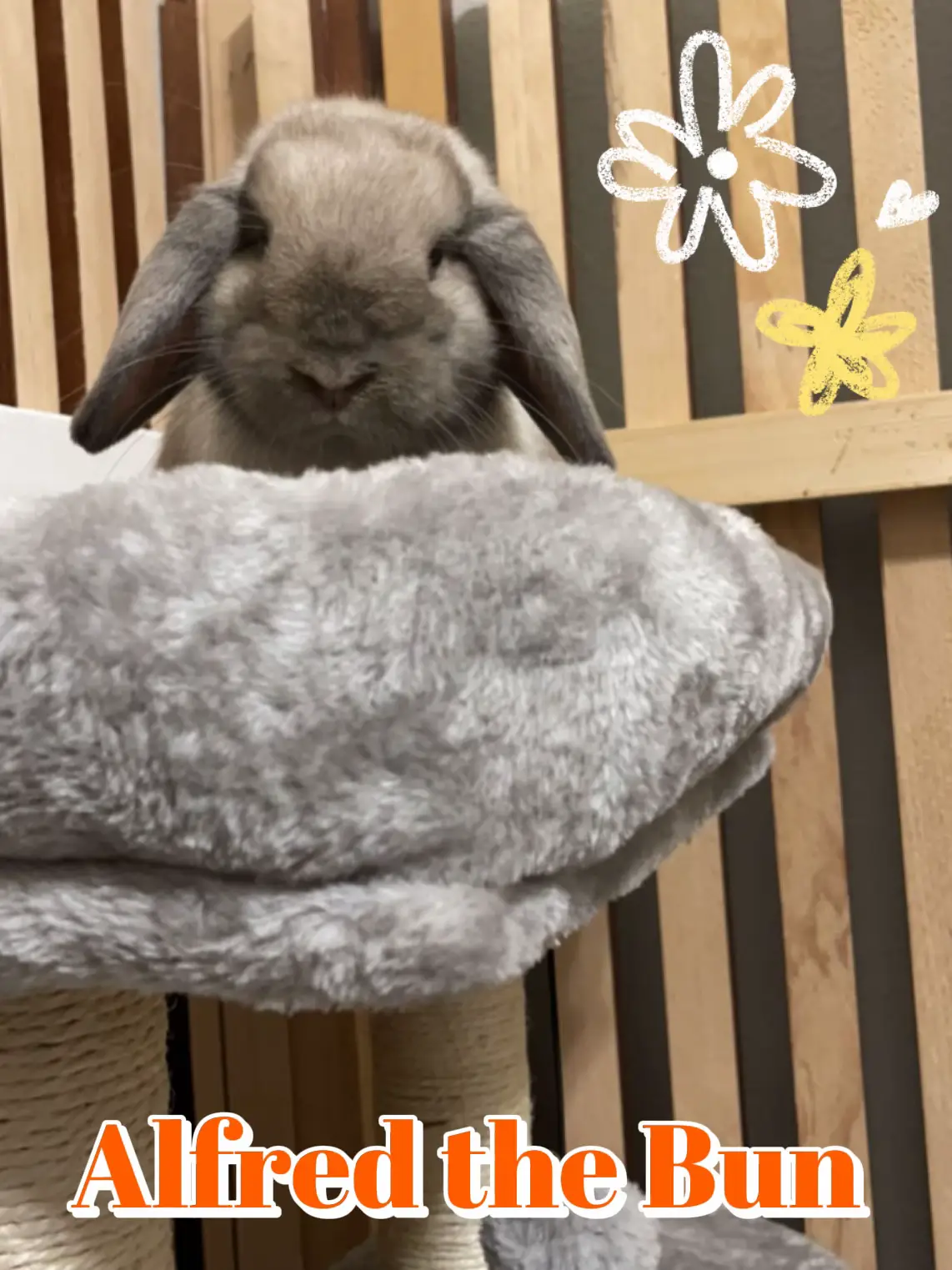 Alfred the Bunny | Gallery posted by Oksie | Lemon8