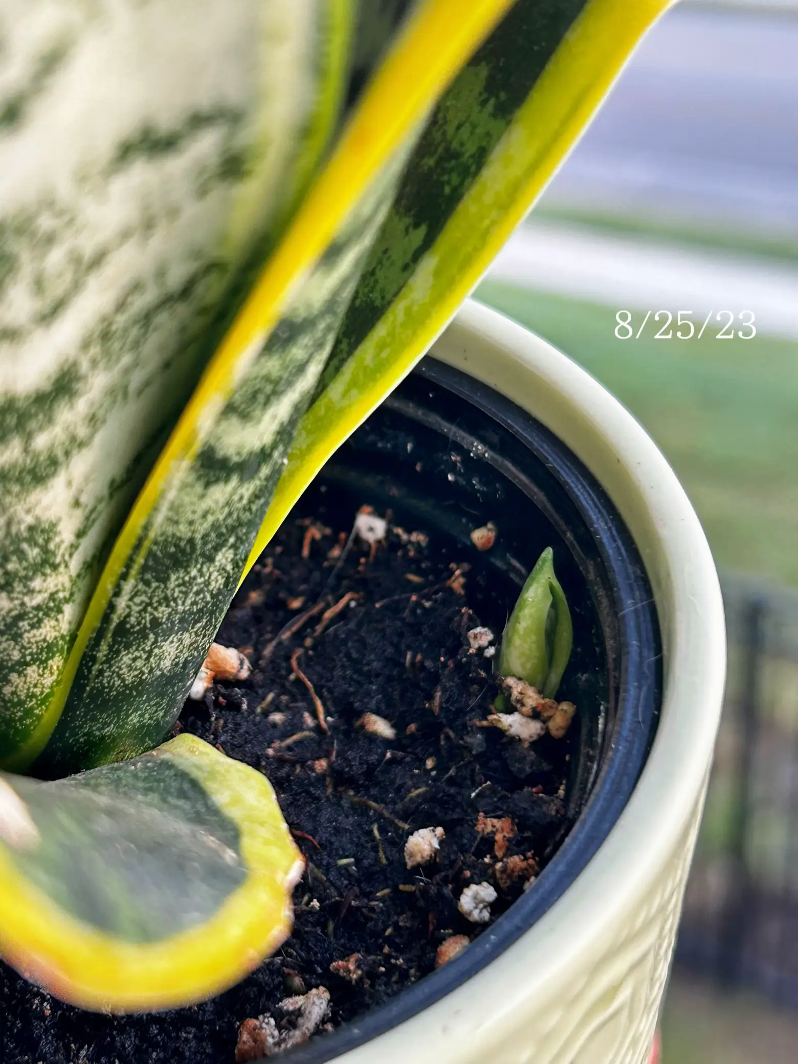 GROWTH 🪴 | Gallery posted by Anda 🩷 | Lemon8