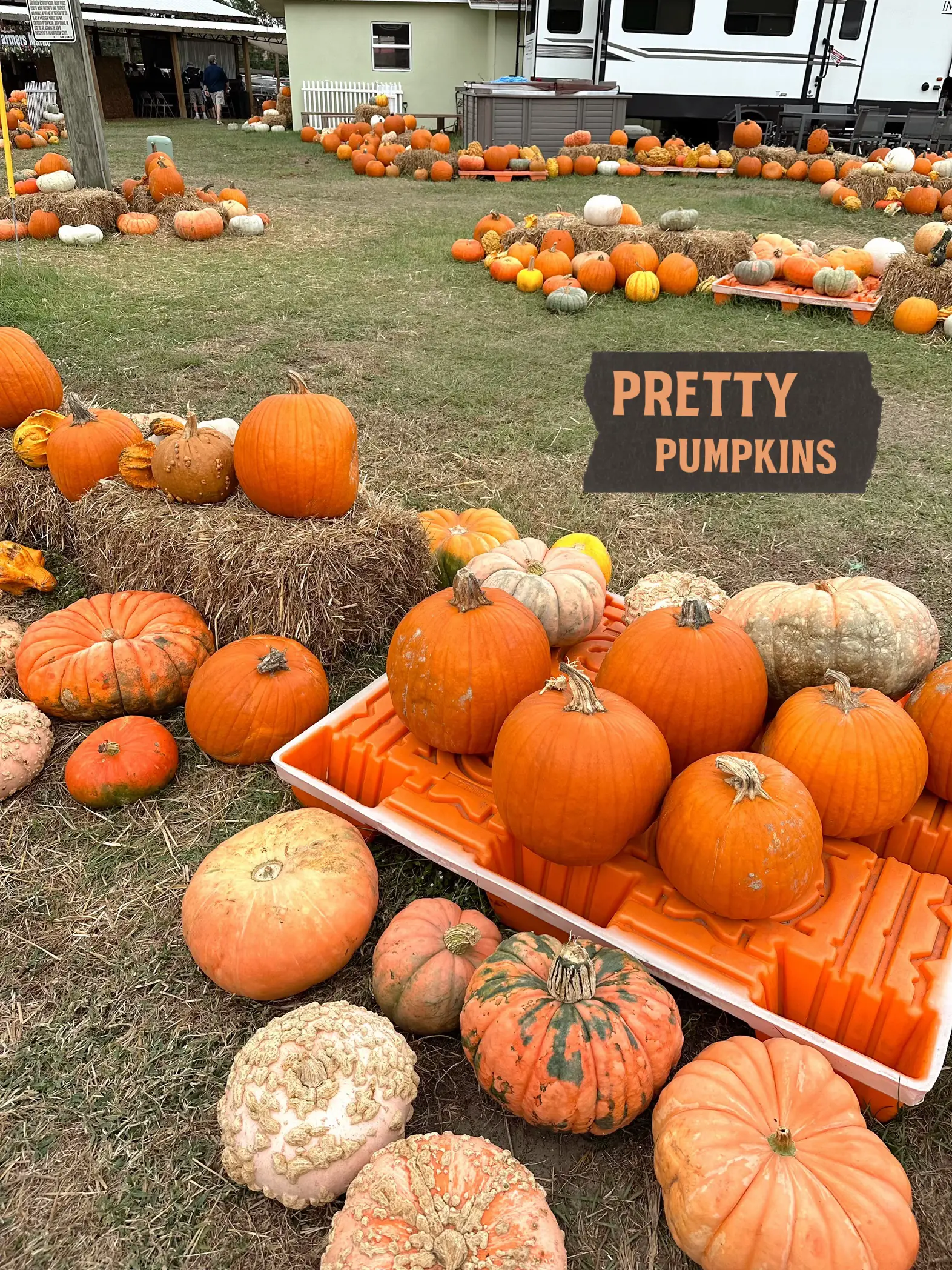 Pumpkin Patch Inspiration | Gallery posted by Alexia Panagos | Lemon8