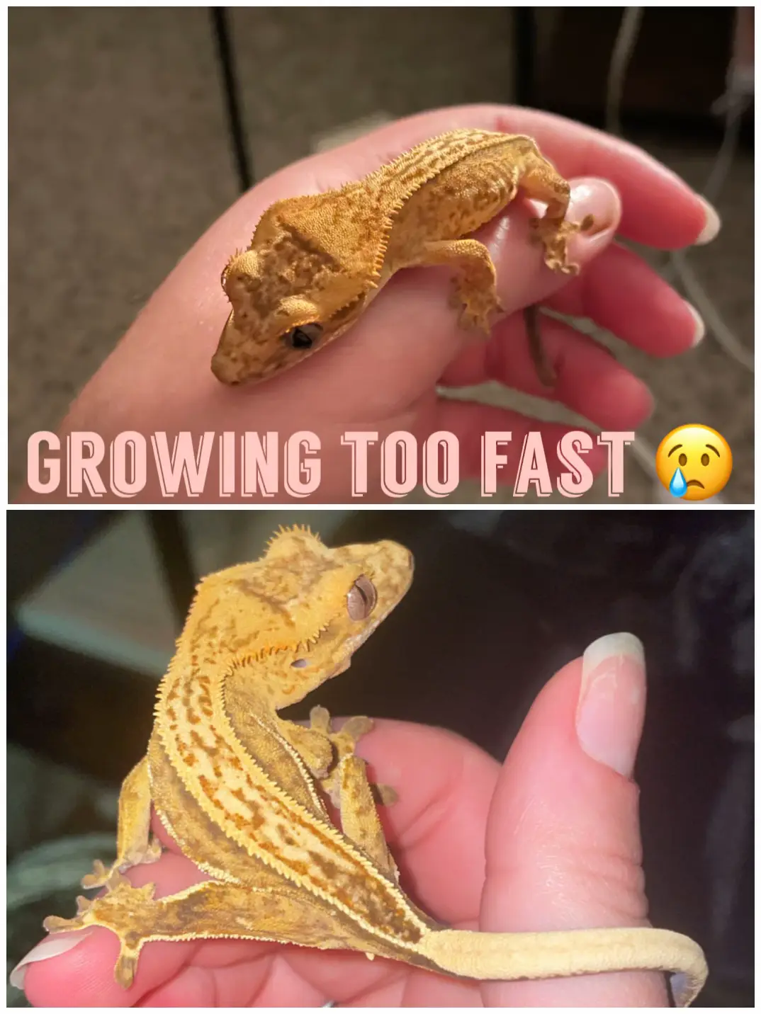 Growing too fast 😢 | Gallery posted by Brieahnarose | Lemon8