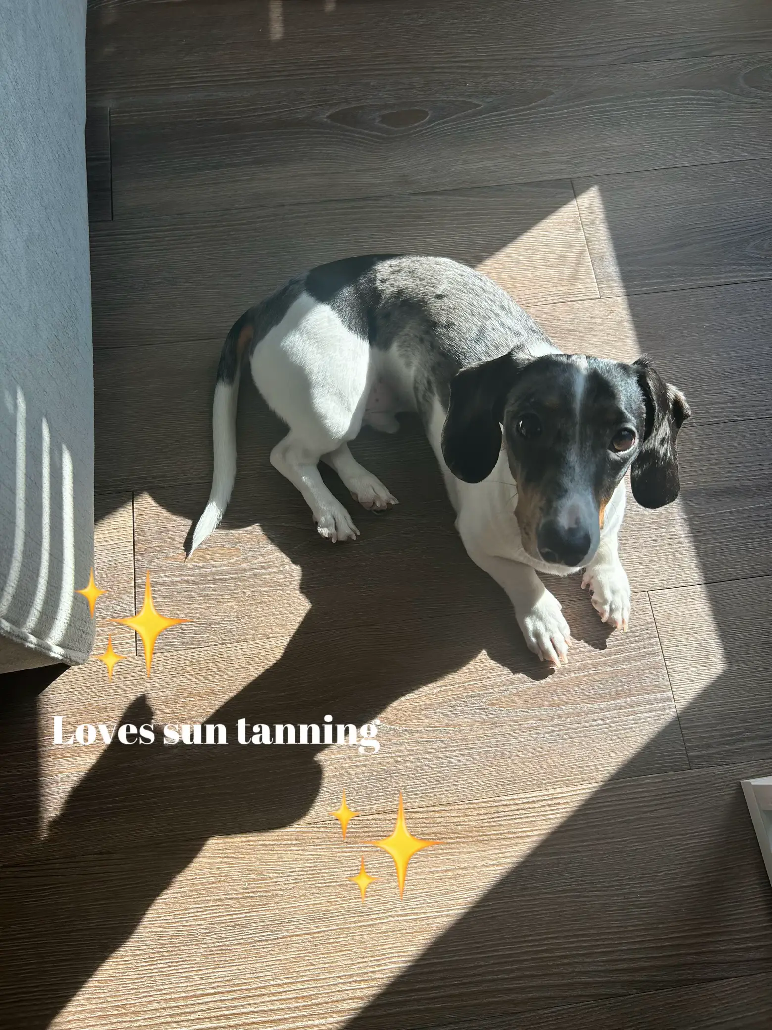 Meet Ollie🫶 | Gallery posted by vero | Lemon8