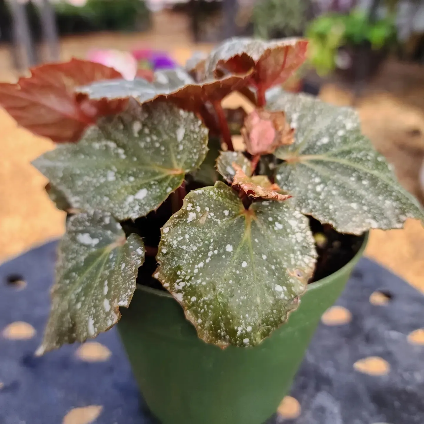 Rex Begonia Collection | Gallery posted by Local Leaf 🍃 | Lemon8