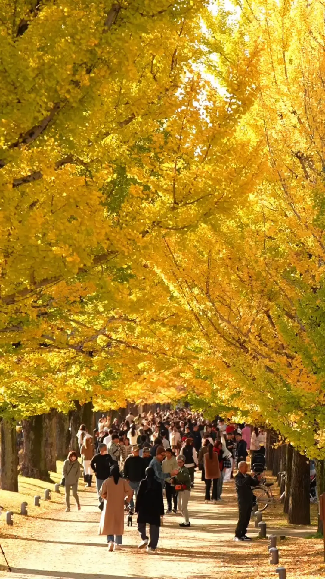 色づくイチョウ並木 | Miuの投稿動画 | Lemon8