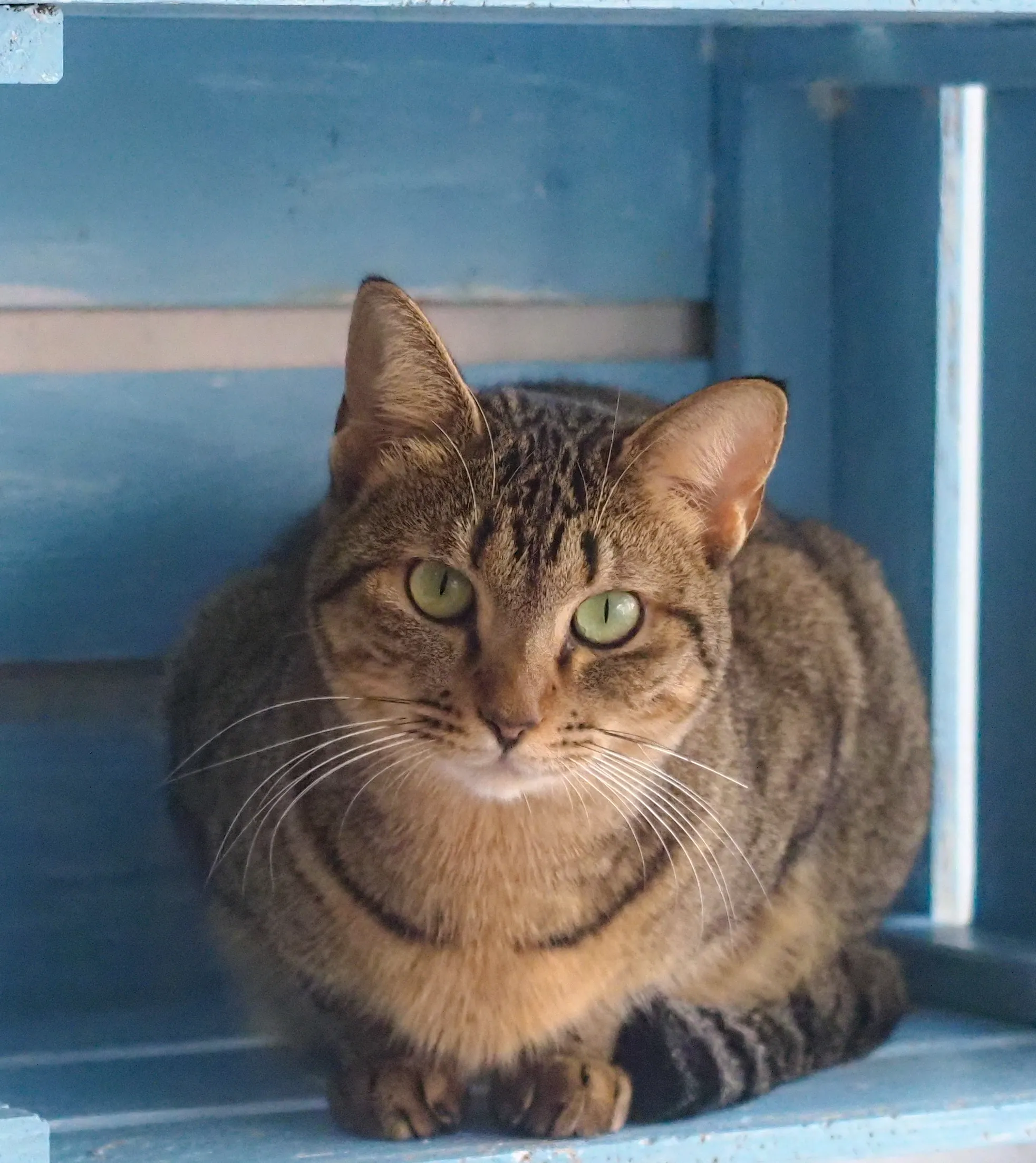 Overwhelmed cat 😺 | Gallery posted by いーさん | Lemon8