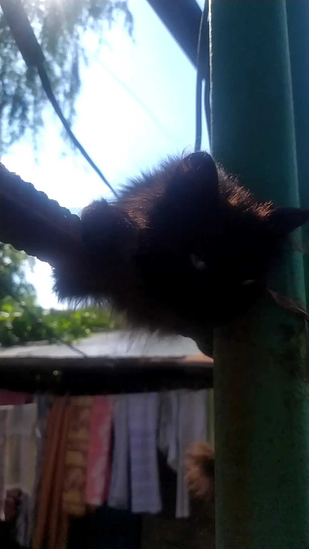 my cat 🐈 my love 💞 | Video published by Spike | Lemon8