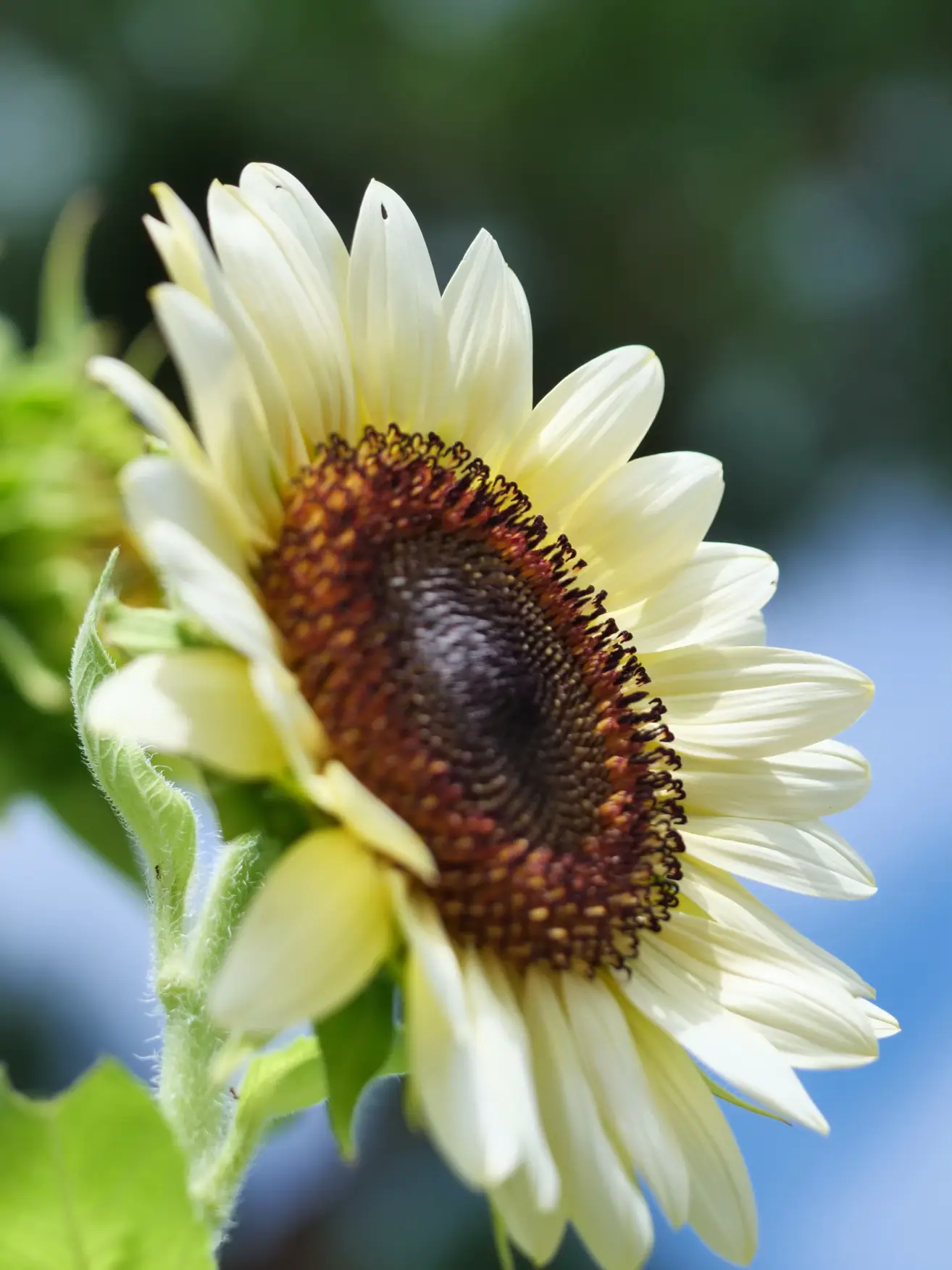 ~ Sunflowers Blooming in Late Heat ~ | Gallery posted by Chie 𓅫𓅫𓅫 | Lemon8