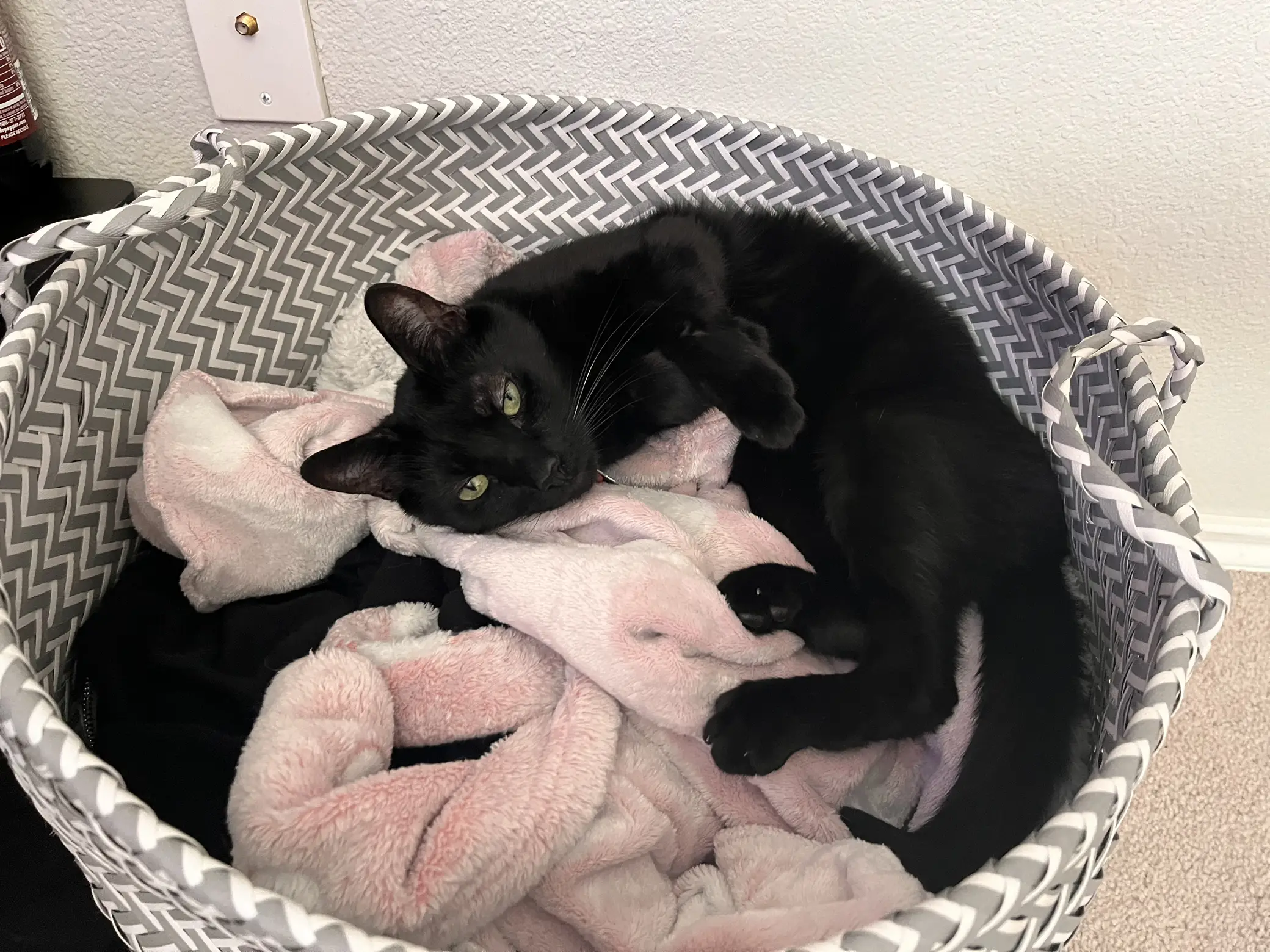 Happy Black Cat Appreciation Day💙 | Gallery posted by Gee | Lemon8