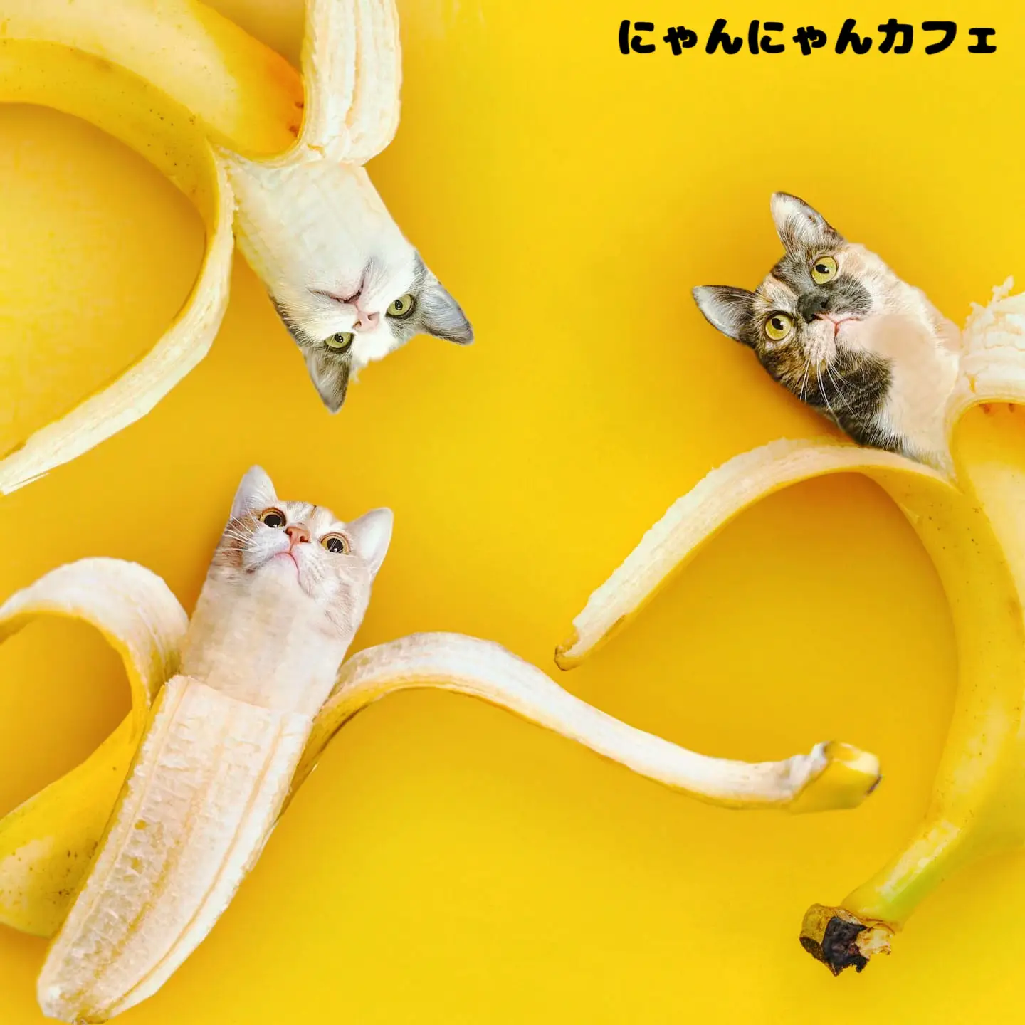 Nyan Nyan Cafe🍽️🍽️ | Gallery posted by ミーア | Lemon8